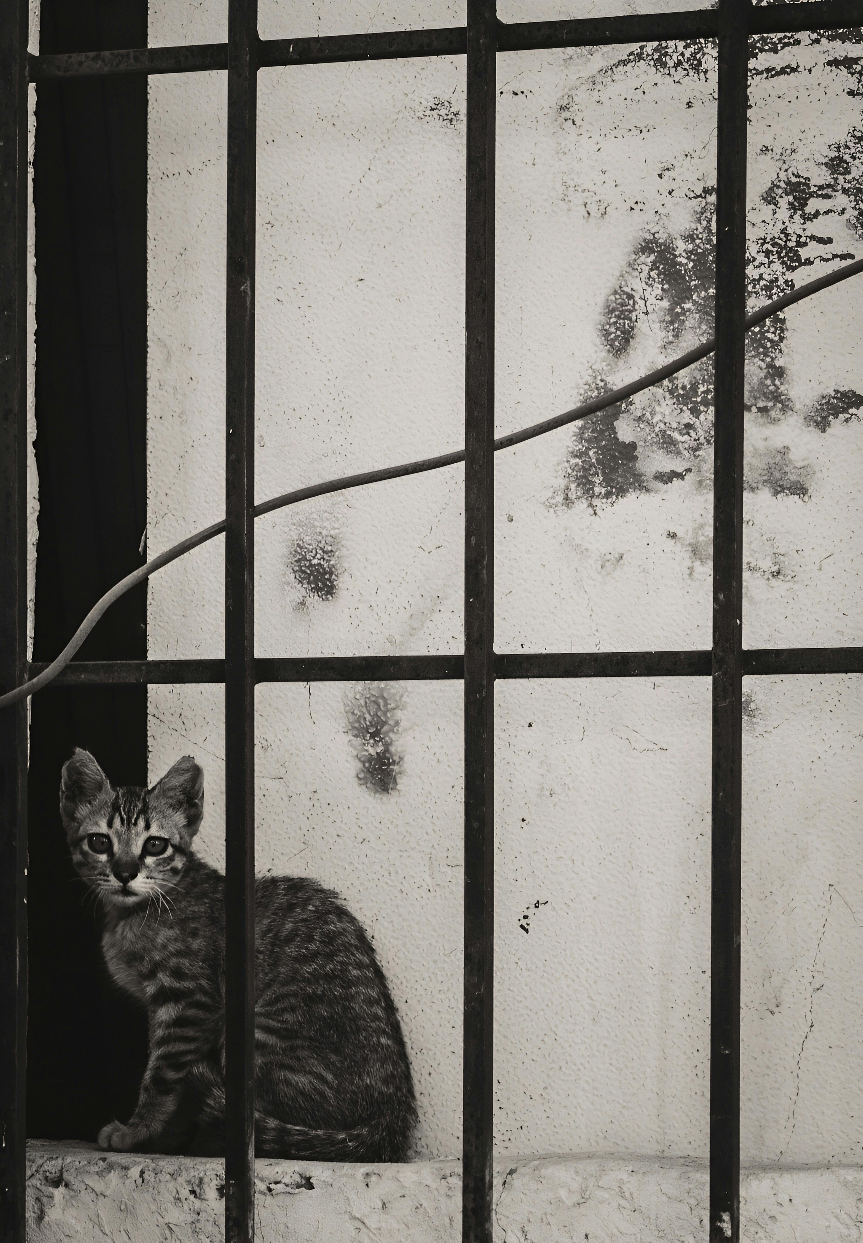 Hector Portillo - 写真