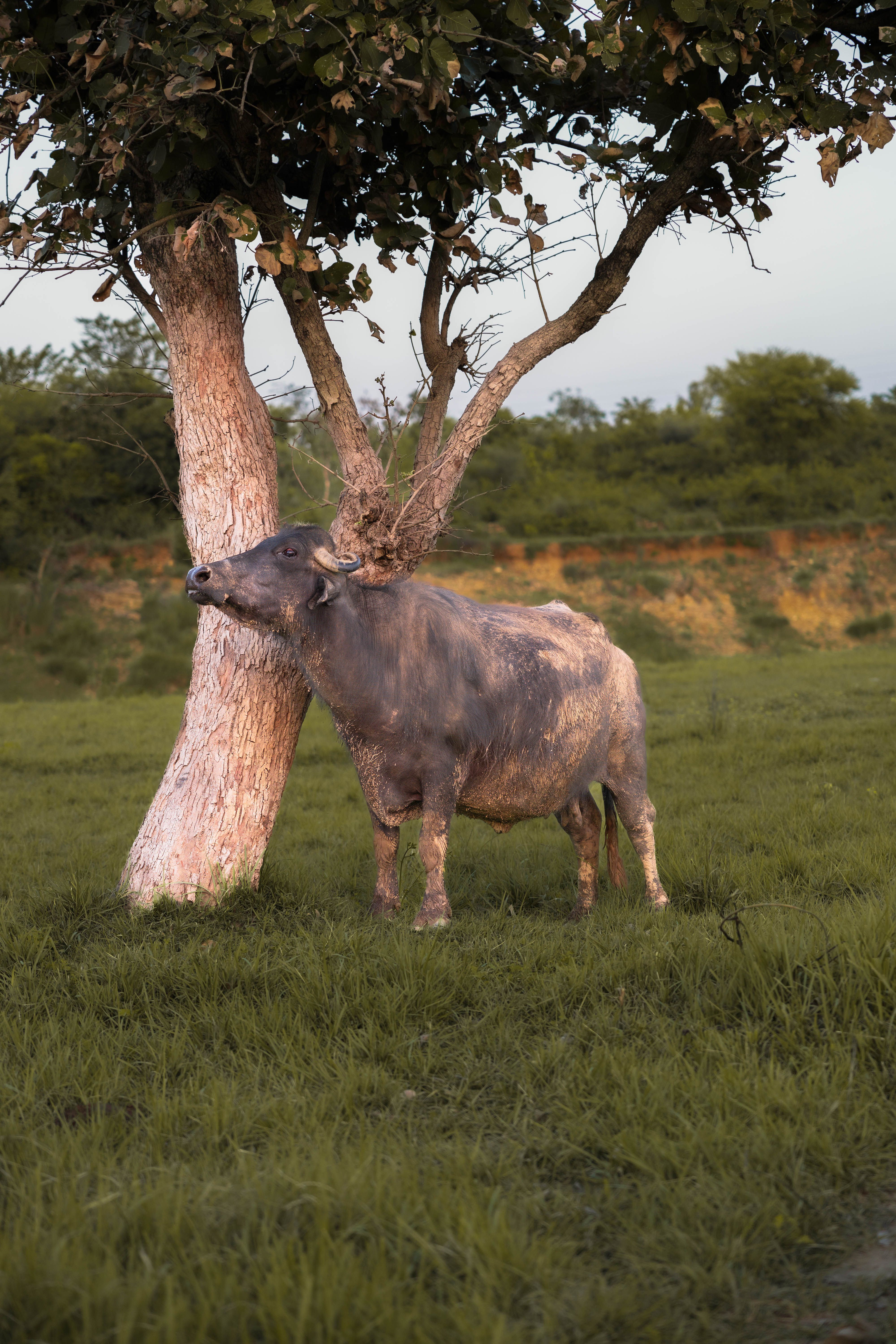 Cow Rubbing against Tree on Pasture · Free Stock Photo