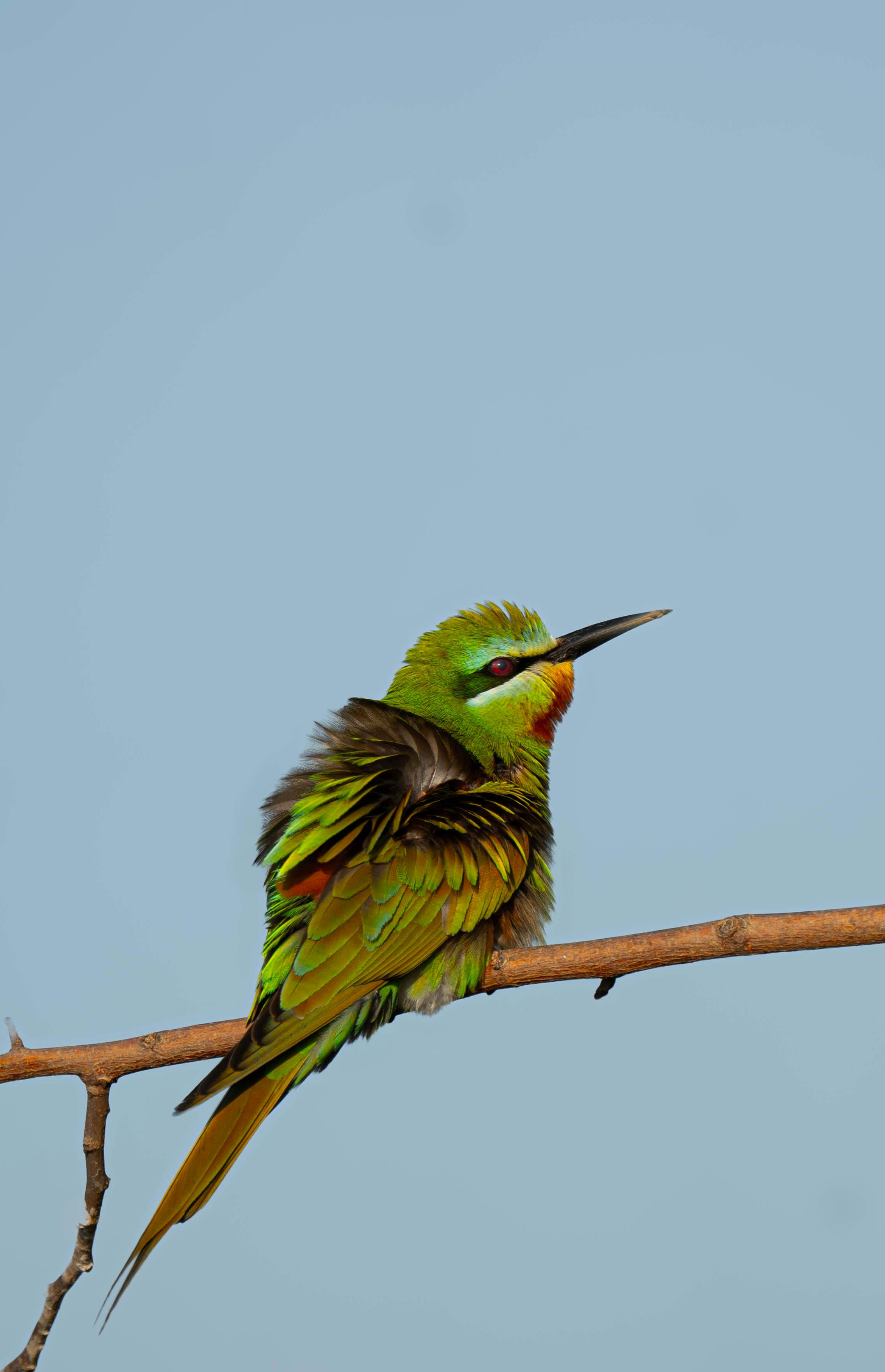 Blue-cheeked Bee-eater with Green Feathers Sitting on Branch · Free ...