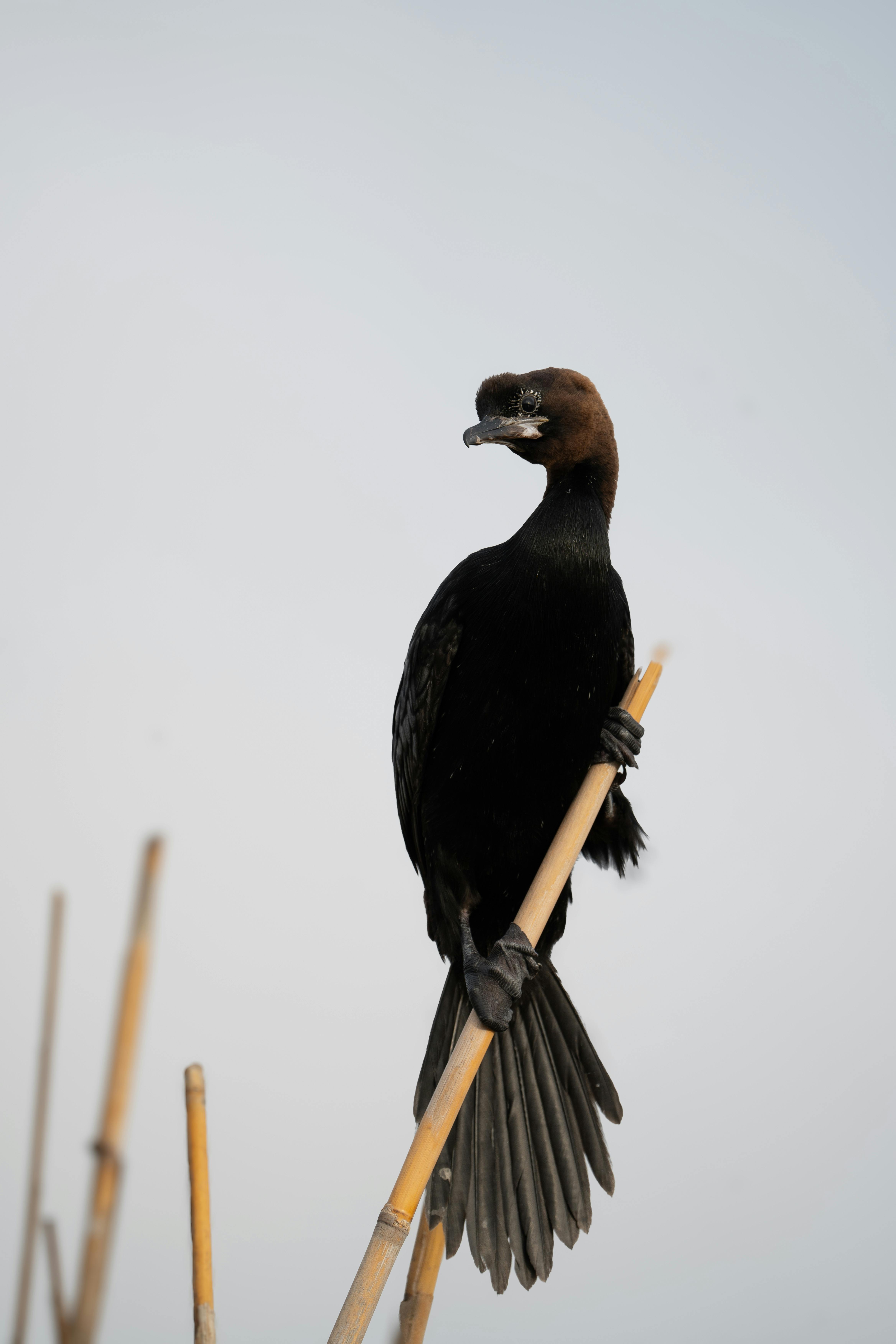 Fa Bird Photos, Download The BEST Free Fa Bird Stock Photos & HD Images