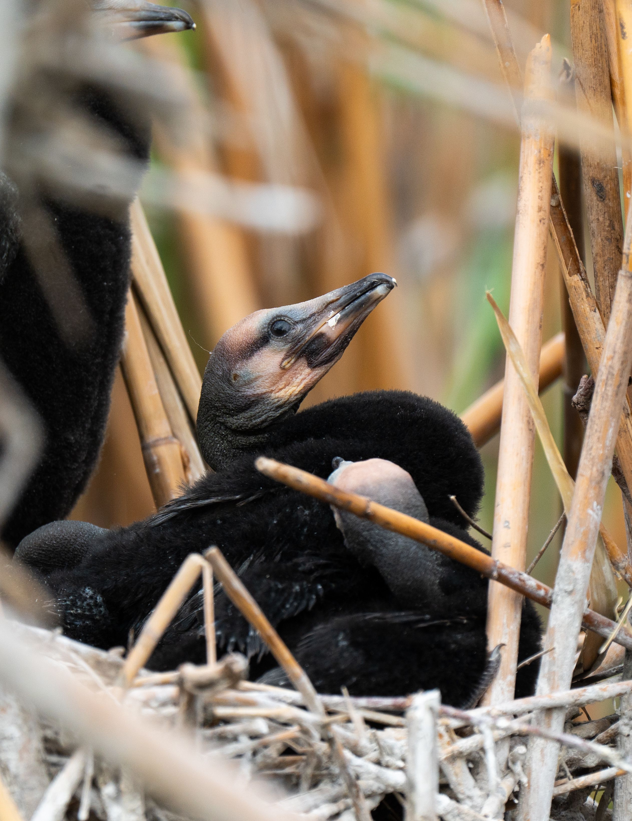 Little Great Cormorant Baby Bird in Nest · Free Stock Photo