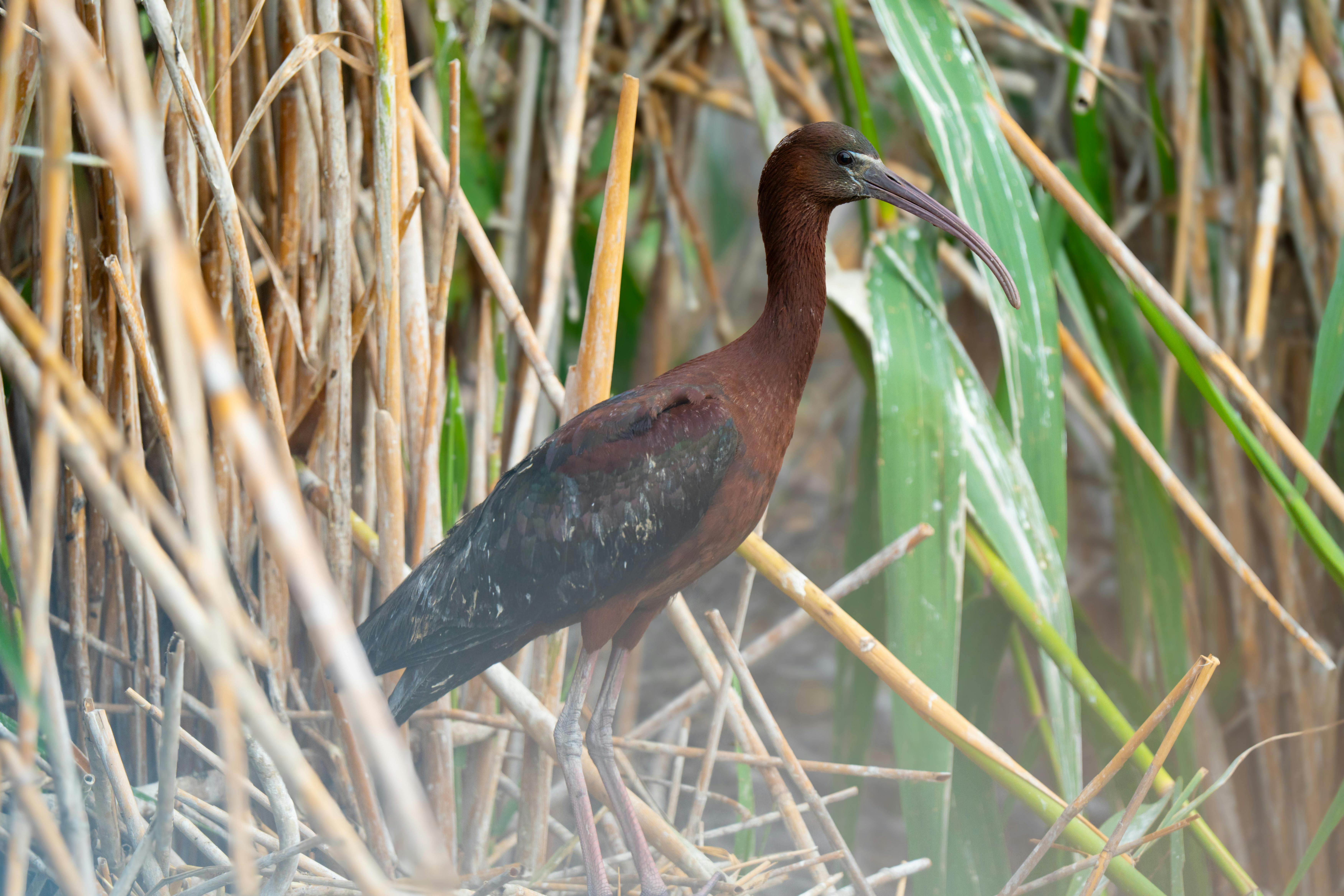 Glossy Ibis Bird between Canes · Free Stock Photo