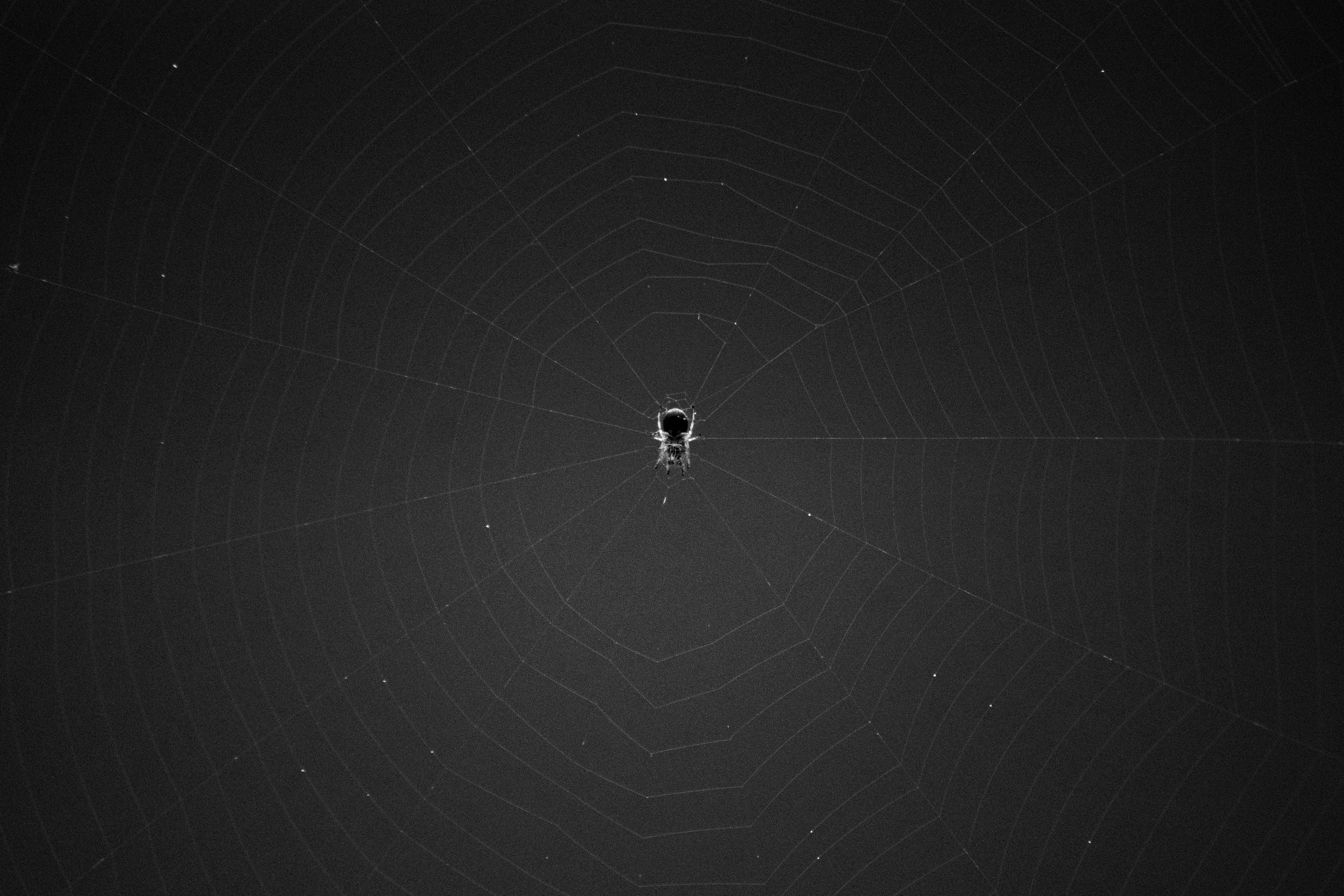 Close-up of a Spiderweb with a Spider Sitting in the Center · Free ...