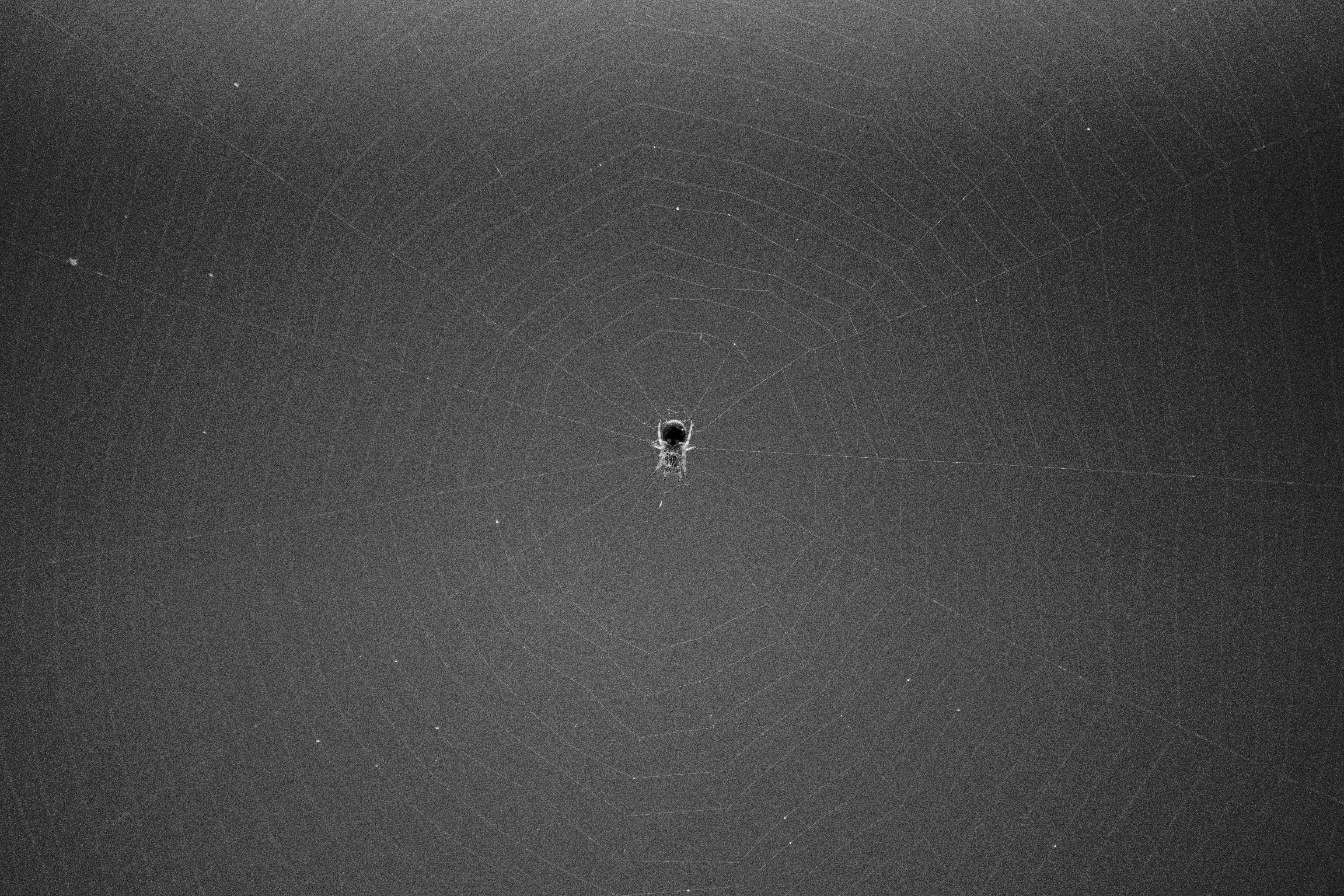Close-up of a Spiderweb with a Spider Sitting in the Center · Free ...