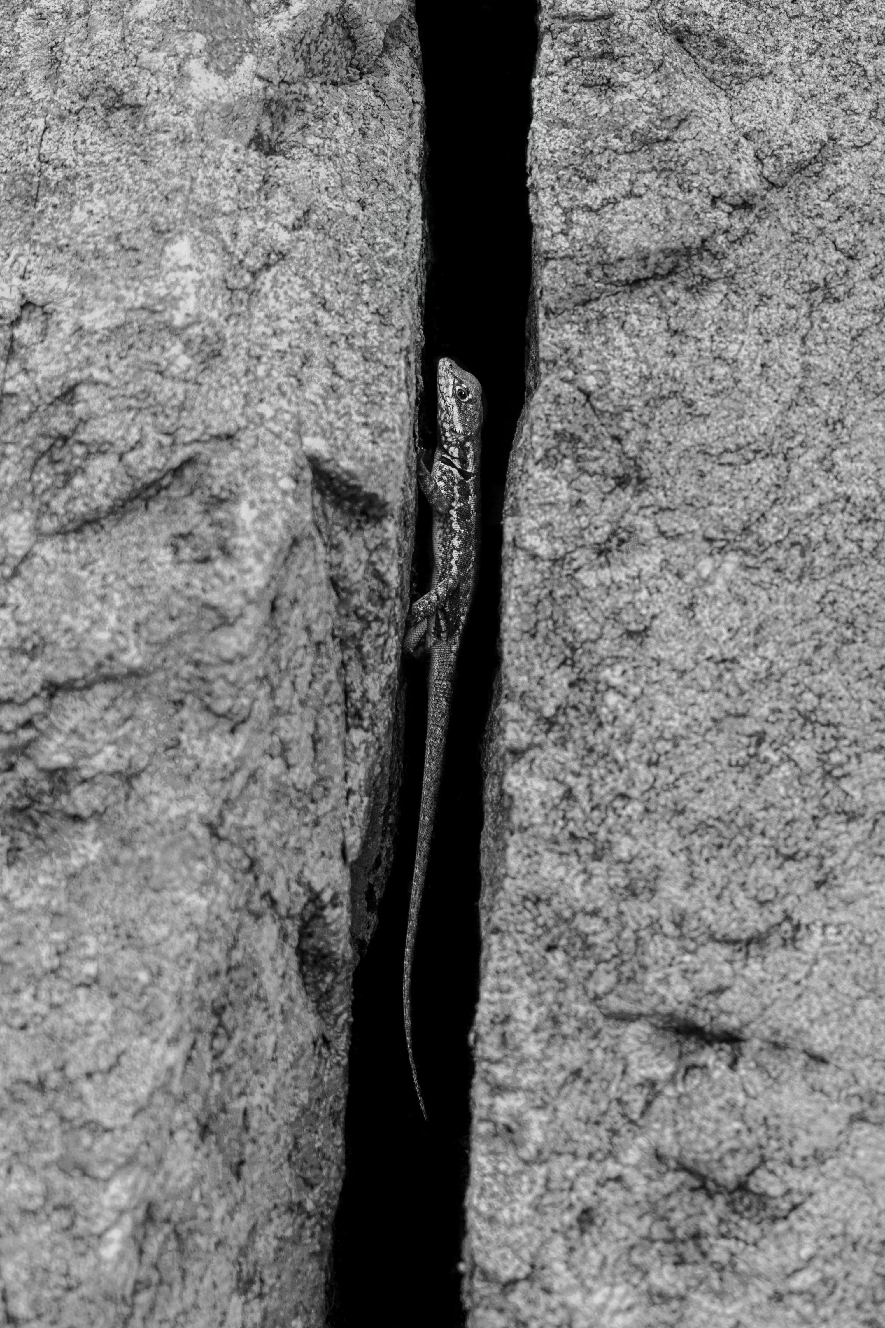 Bahamas Lizard Photos, Download The BEST Free Bahamas Lizard Stock ...