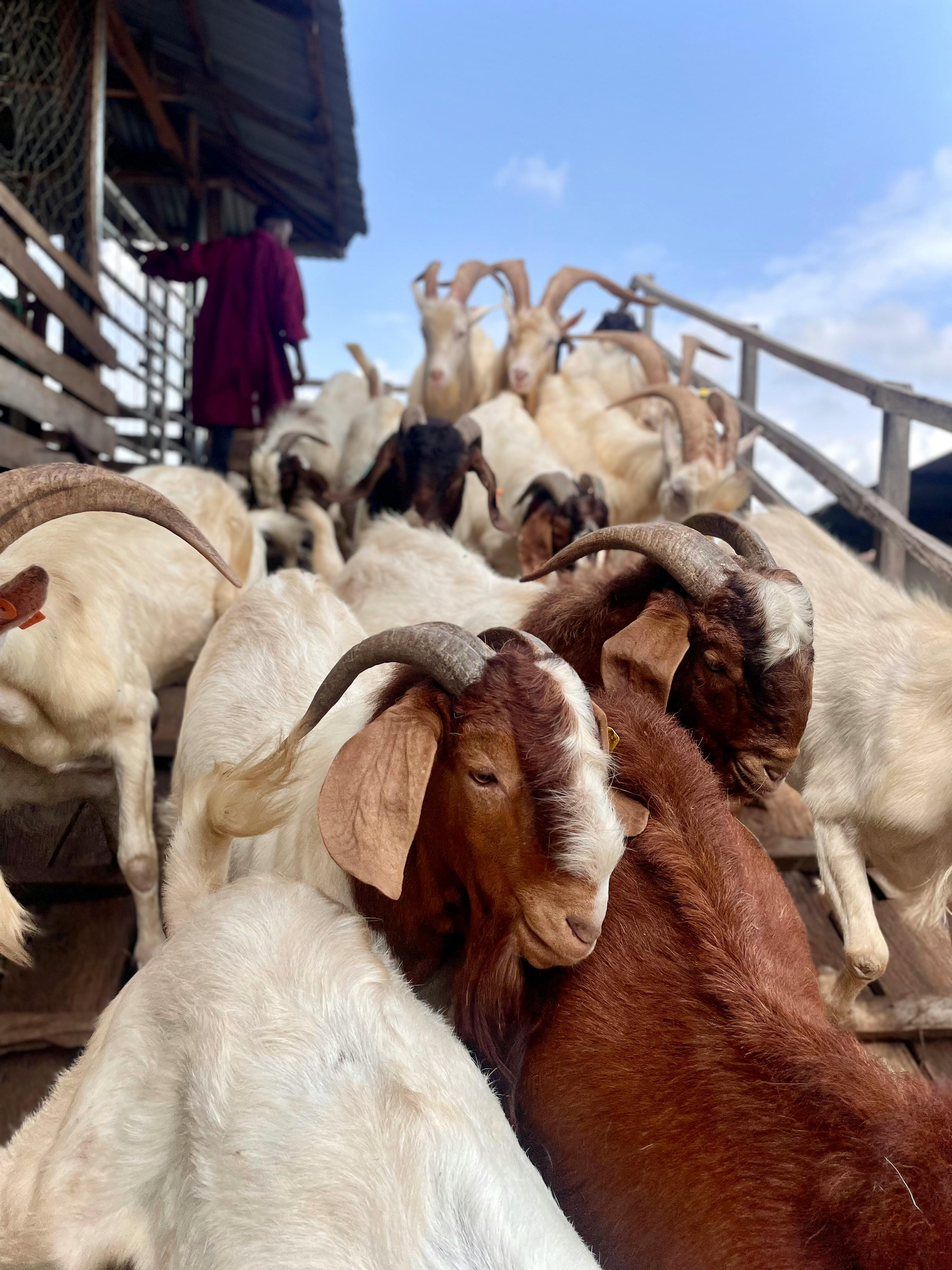 Vader Boer Photos, Download The BEST Free Vader Boer Stock Photos & HD ...