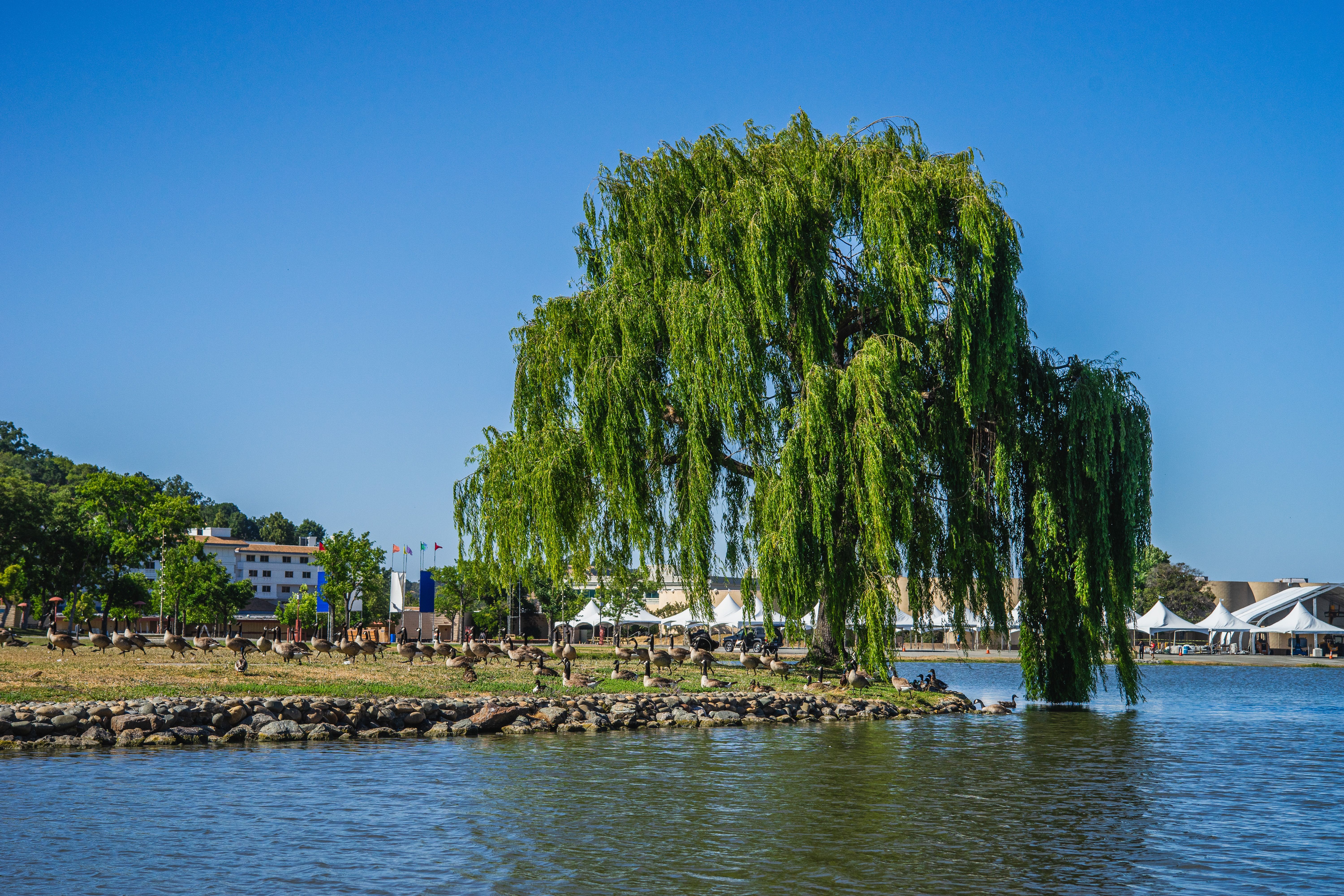Tall Tree with Geese Under it Next to a River · Free Stock Photo