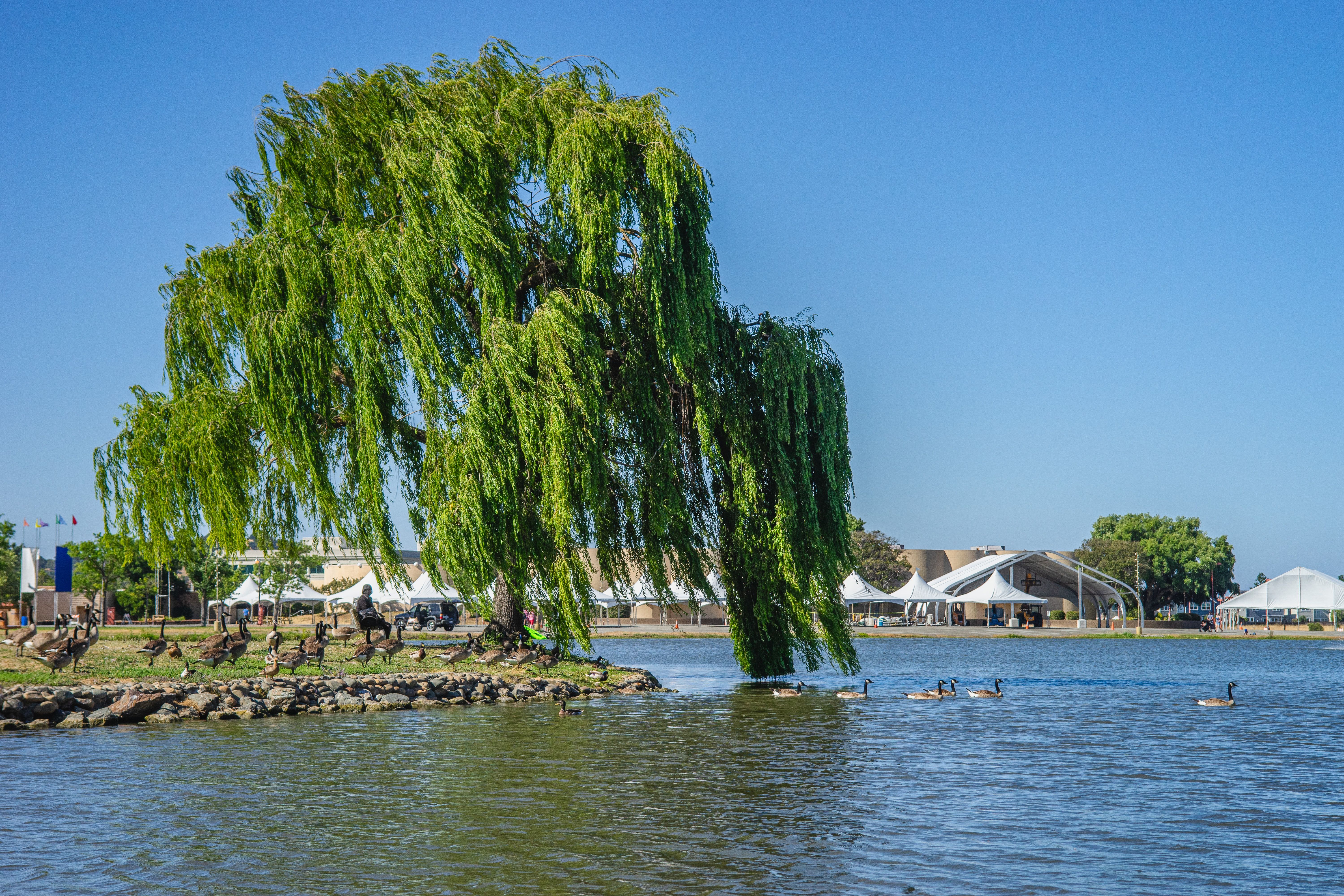 Tall Tree with Geese Under it Next to a River · Free Stock Photo