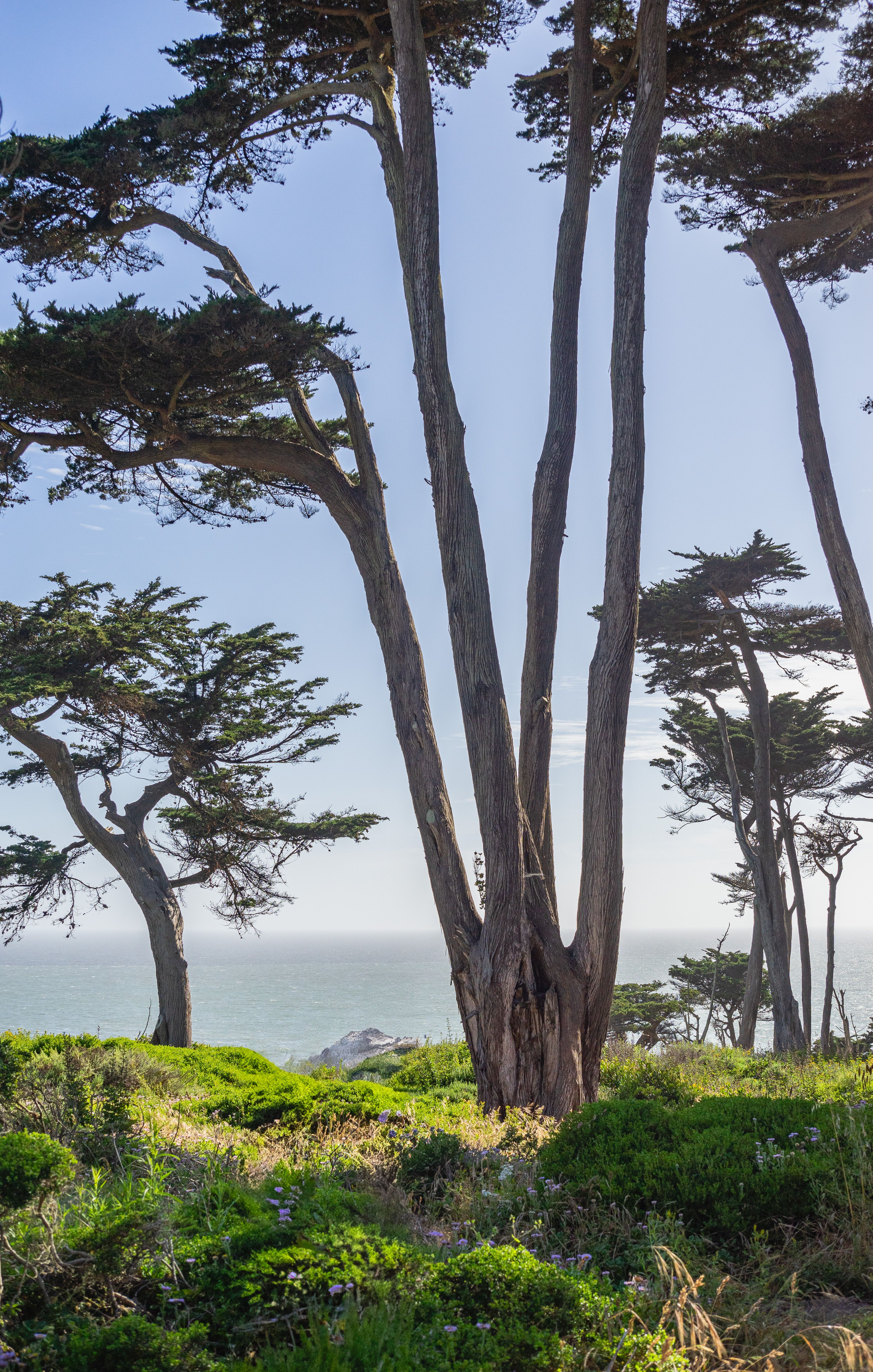 Trees on Grass Dunes near Seashore · Free Stock Photo