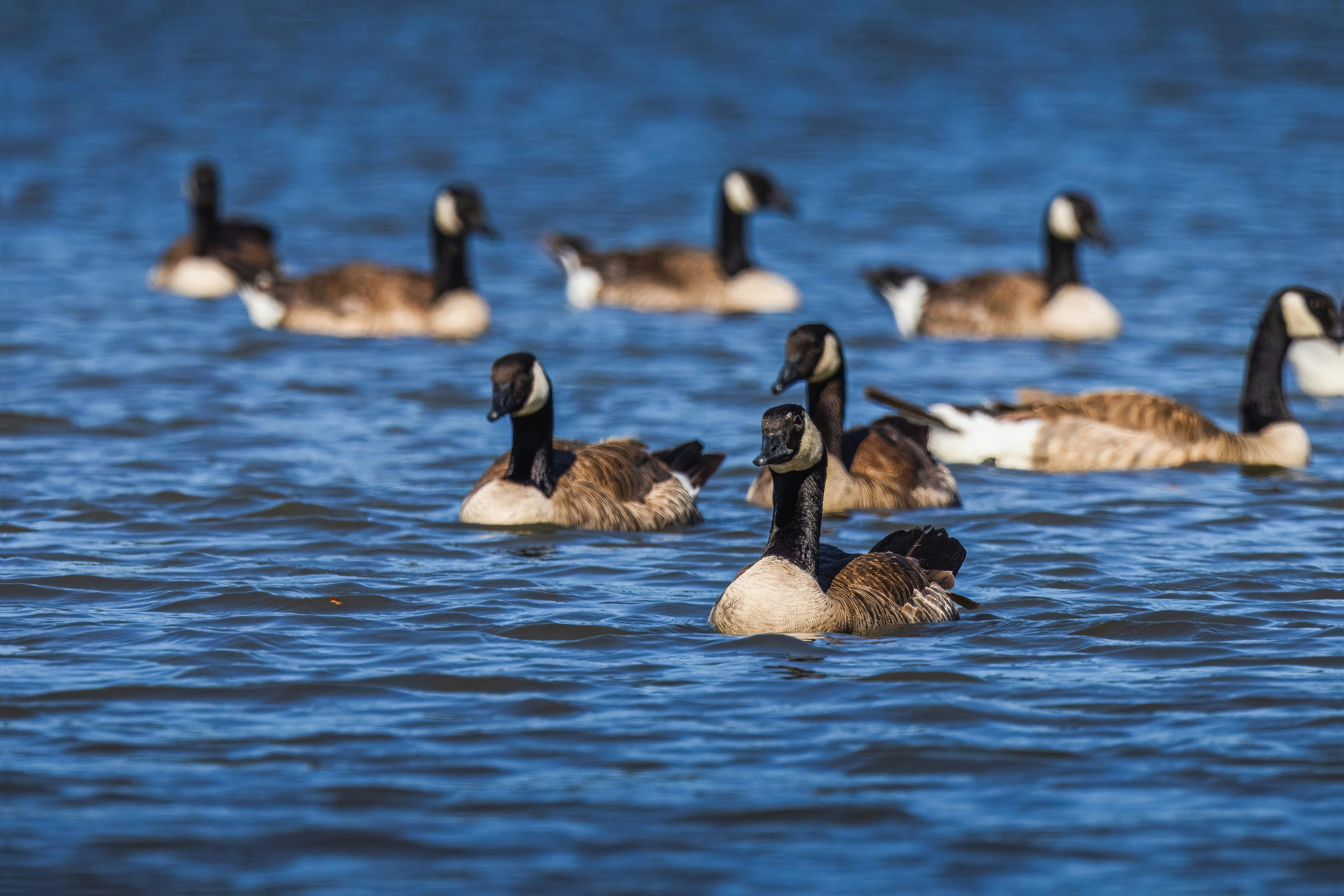 Flock of Geese at Lake · Free Stock Photo