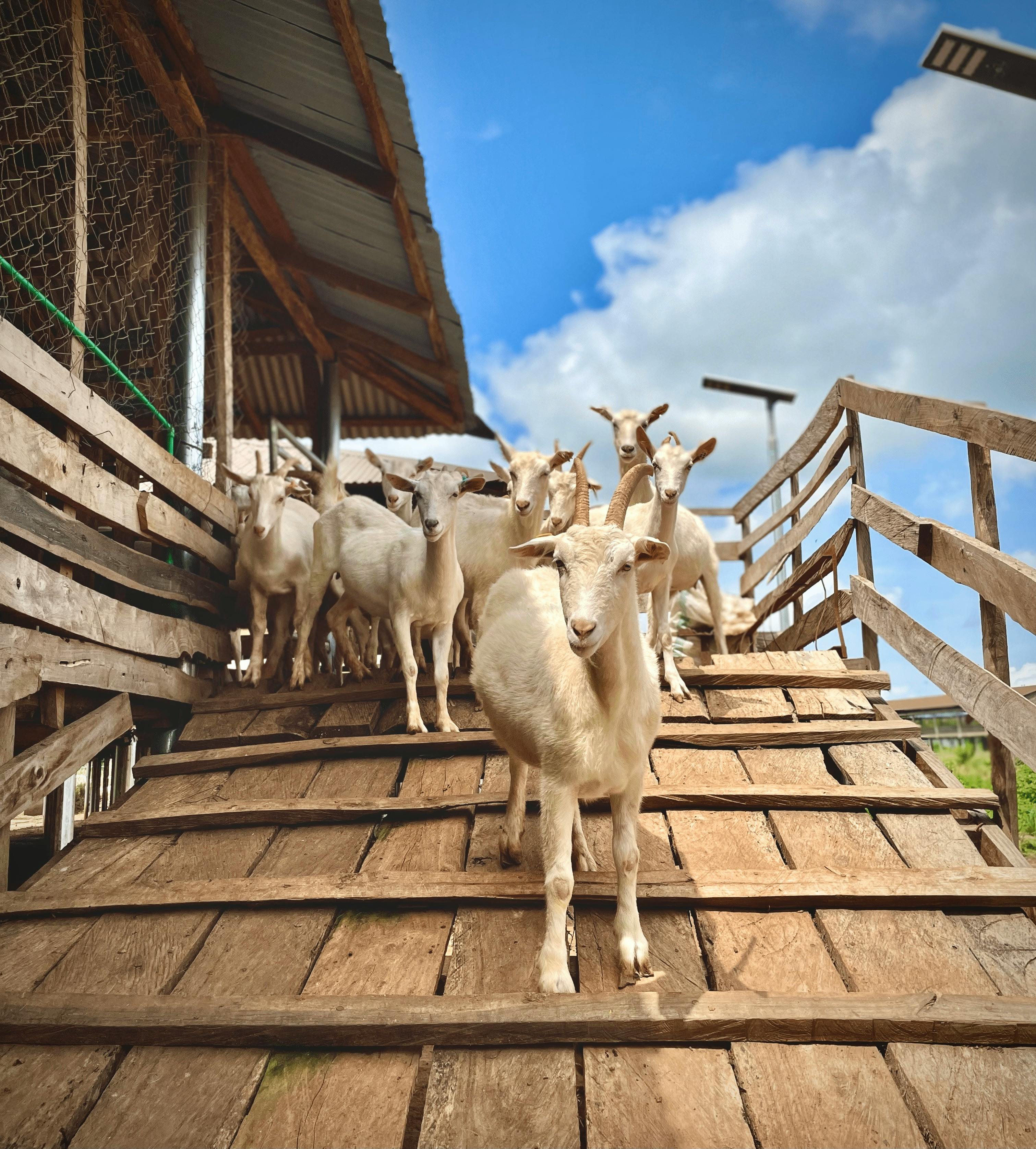 A Herd of Goats Standing on a Wooden Ramp · Free Stock Photo
