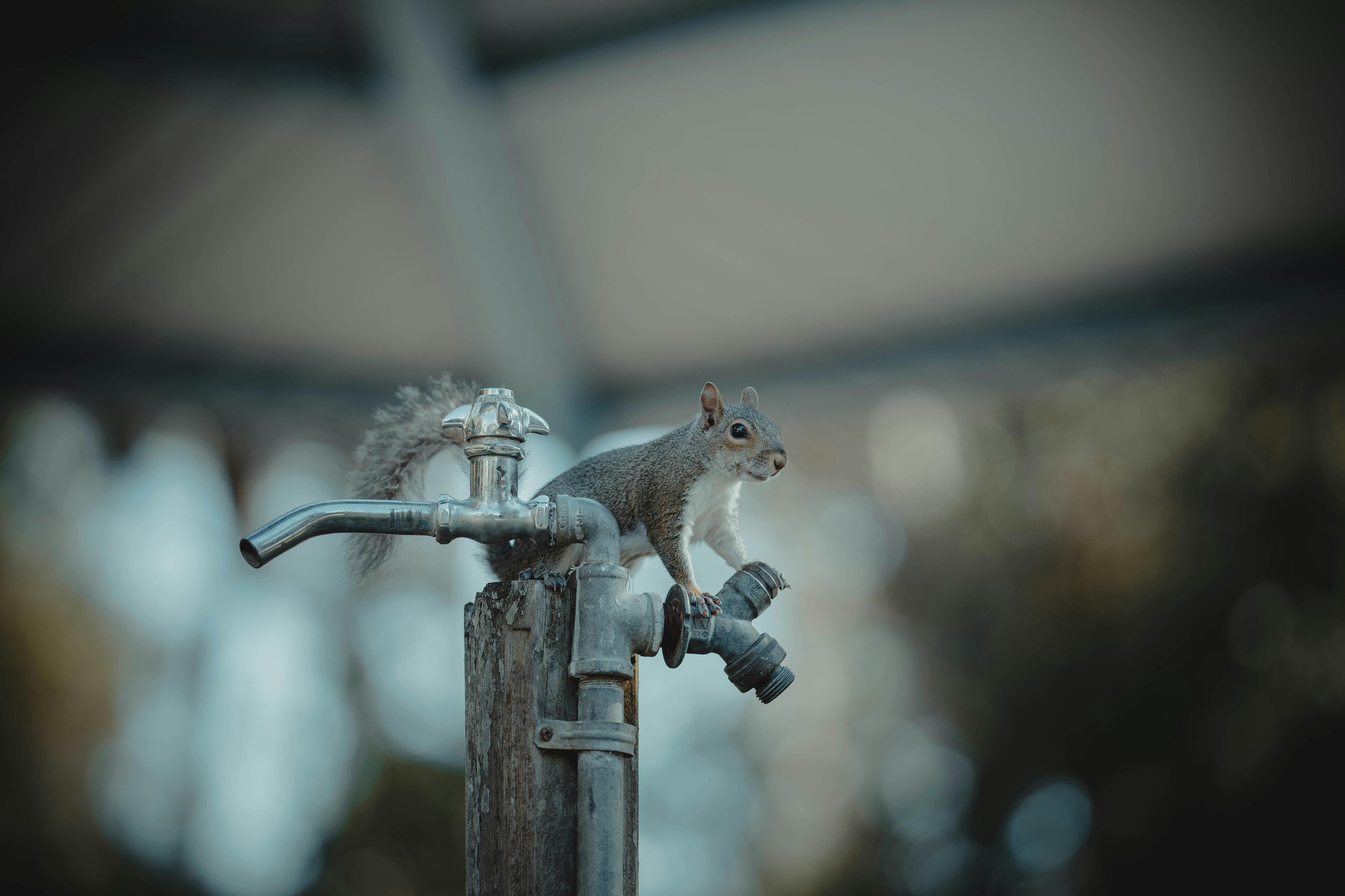 Gray Squirrel on a Water Fountain · Free Stock Photo