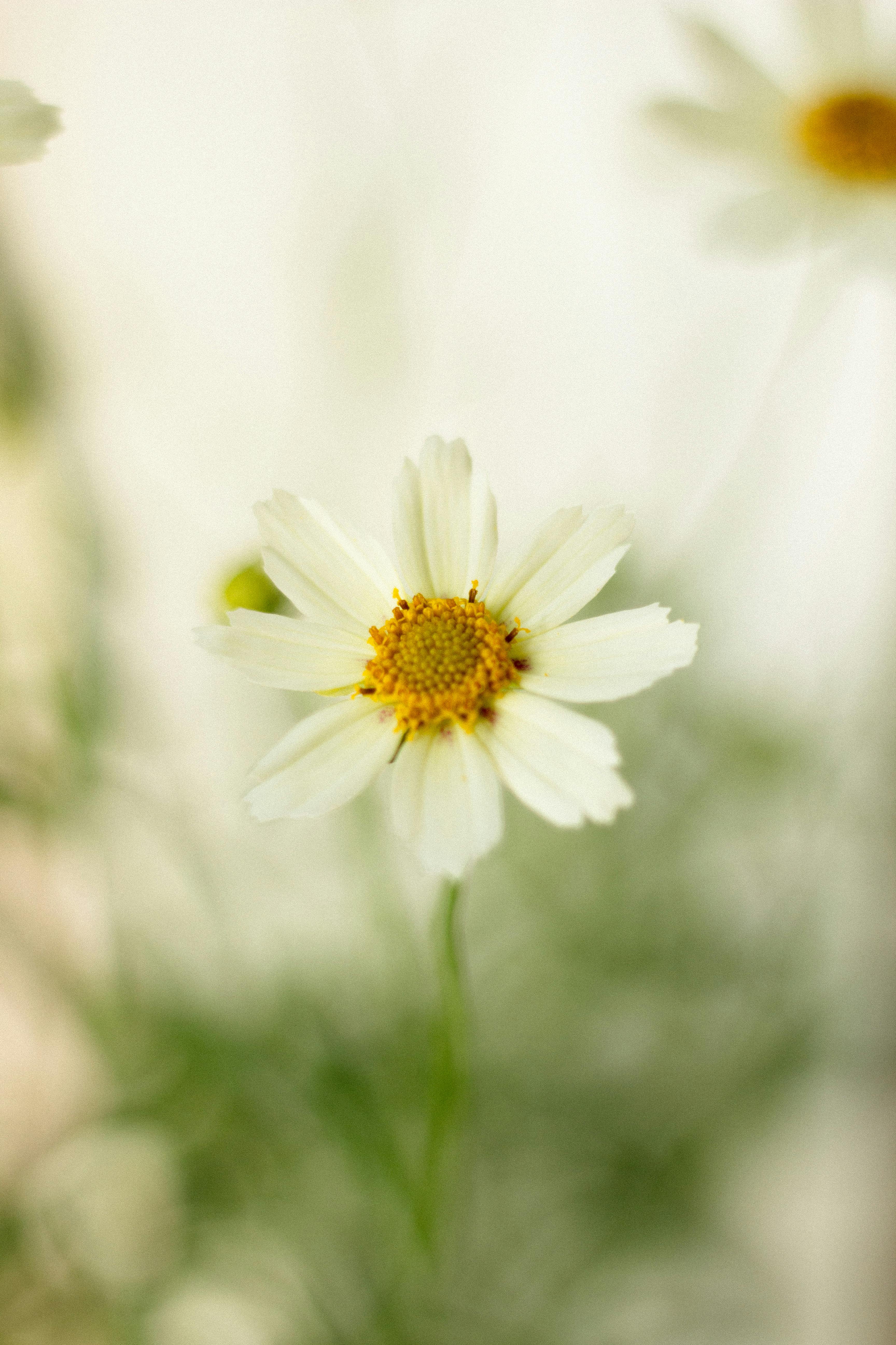 Selective Focus Photography of Daisy Flowers · Free Stock Photo