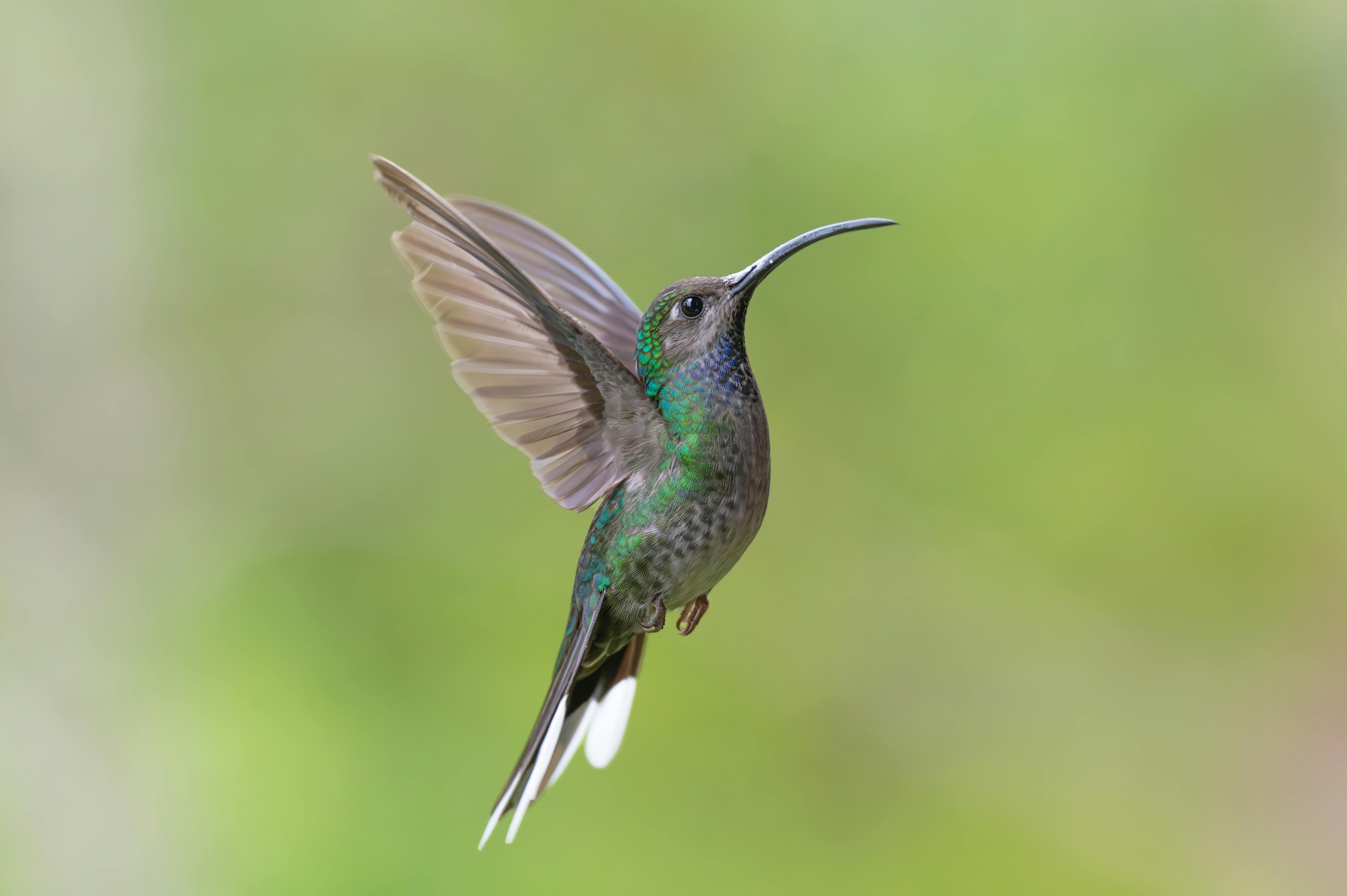 Close-up of a Flying Hummingbird · Free Stock Photo