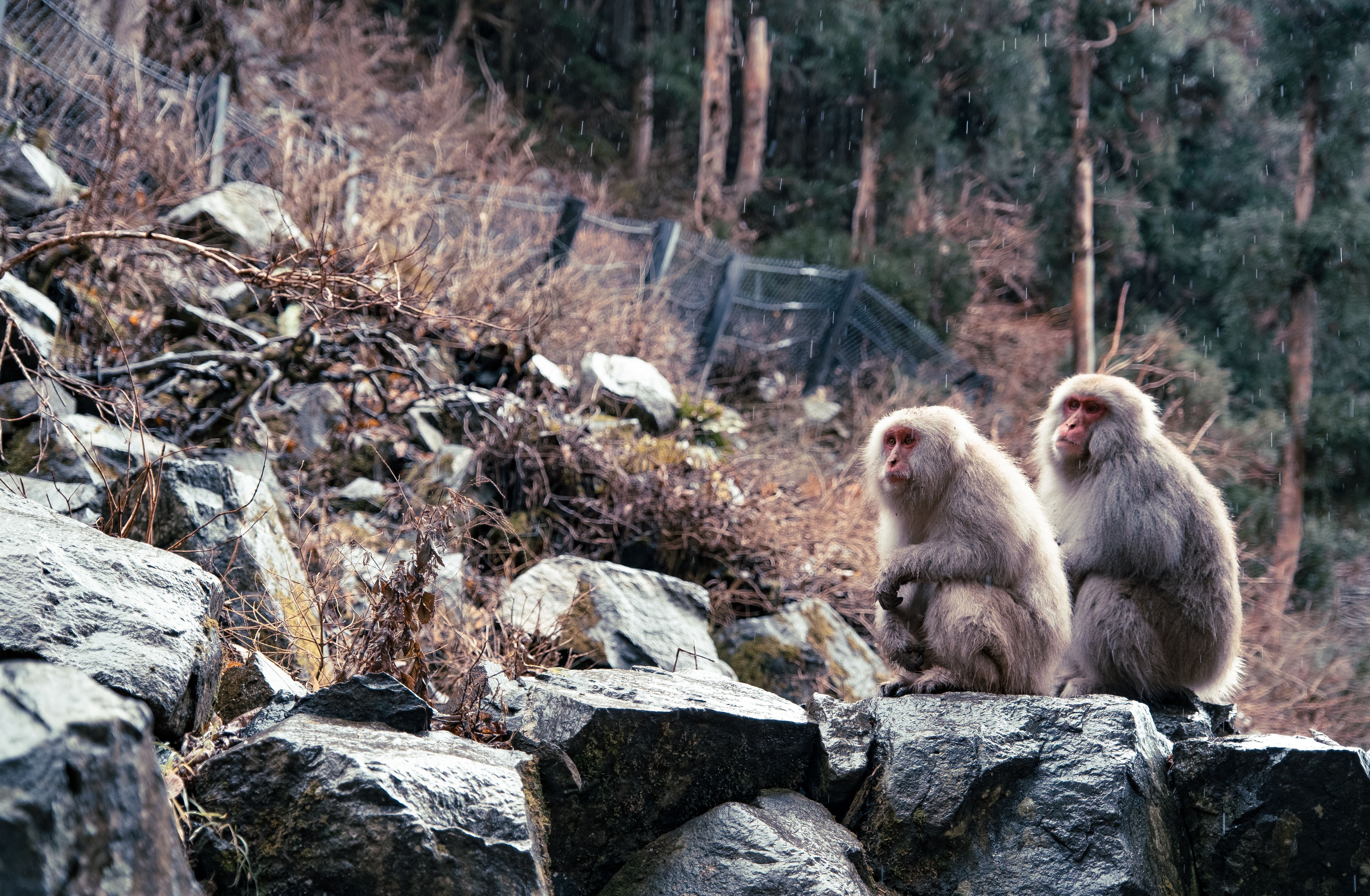Japanese Macaques on Rocks · Free Stock Photo