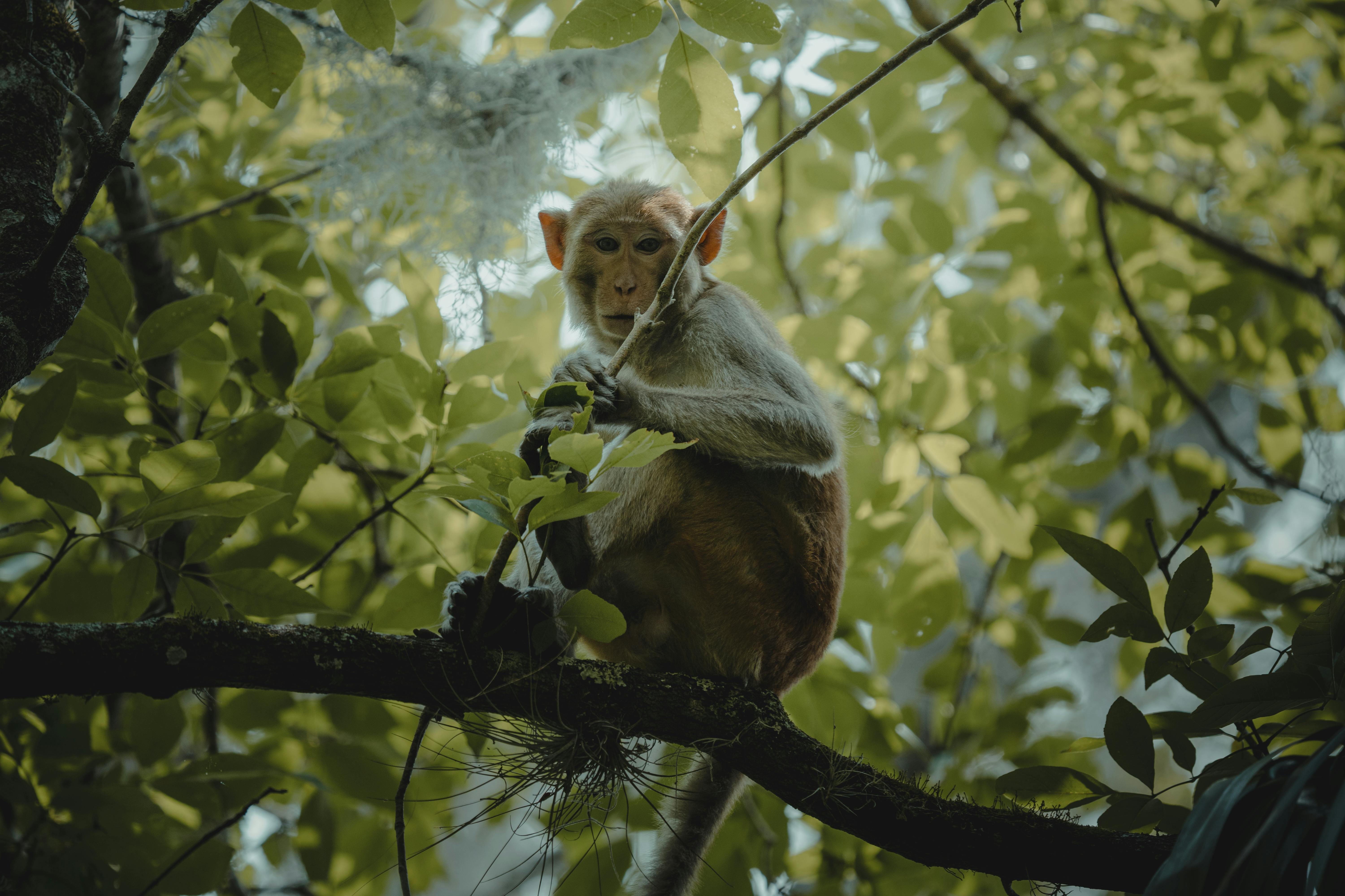 Rhesus Macaque Monkey · Free Stock Photo