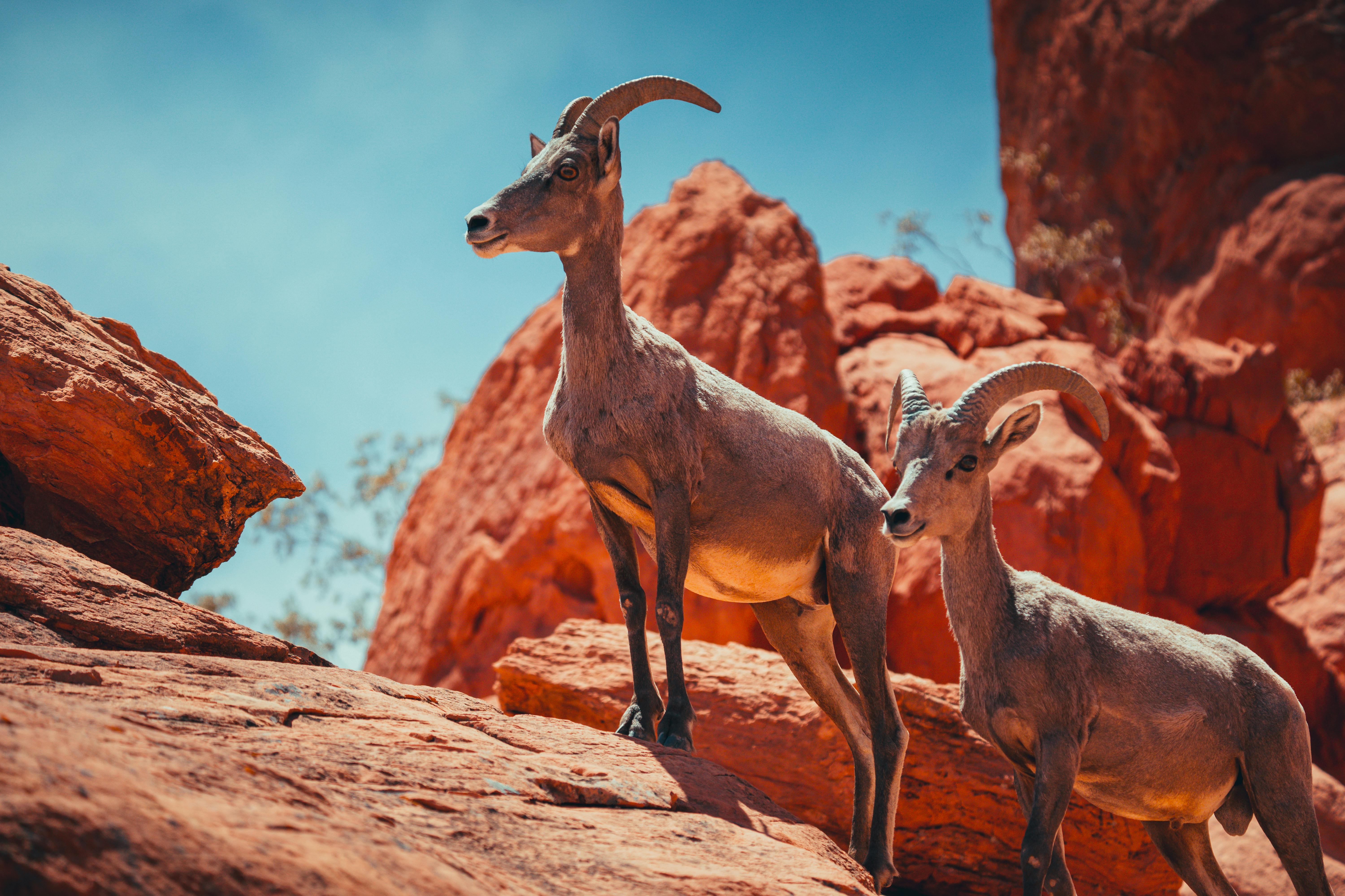 Bighorn Sheep on Rocks · Free Stock Photo