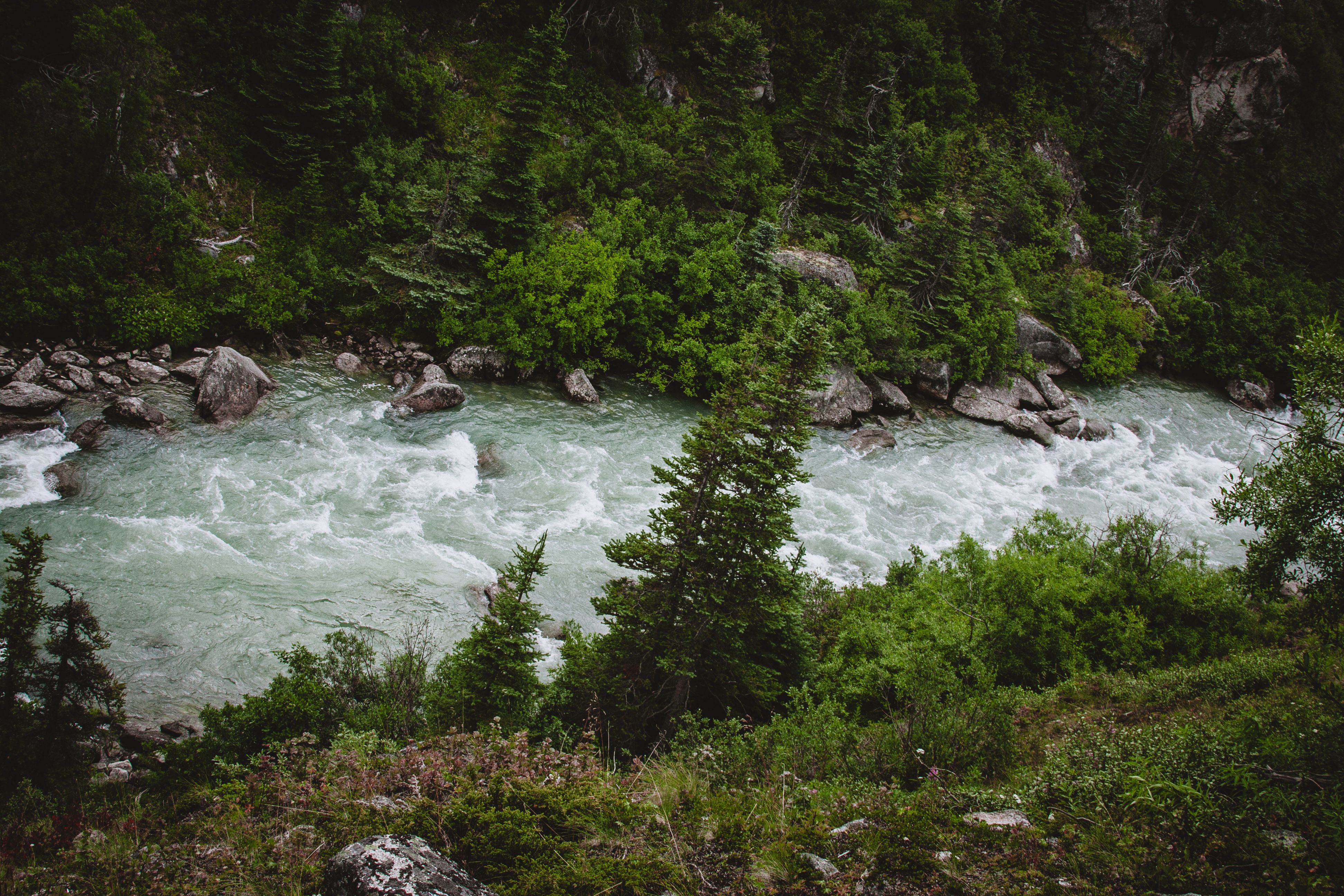 Rushing River Through Lush Forest in British Columbia · Free Stock Photo
