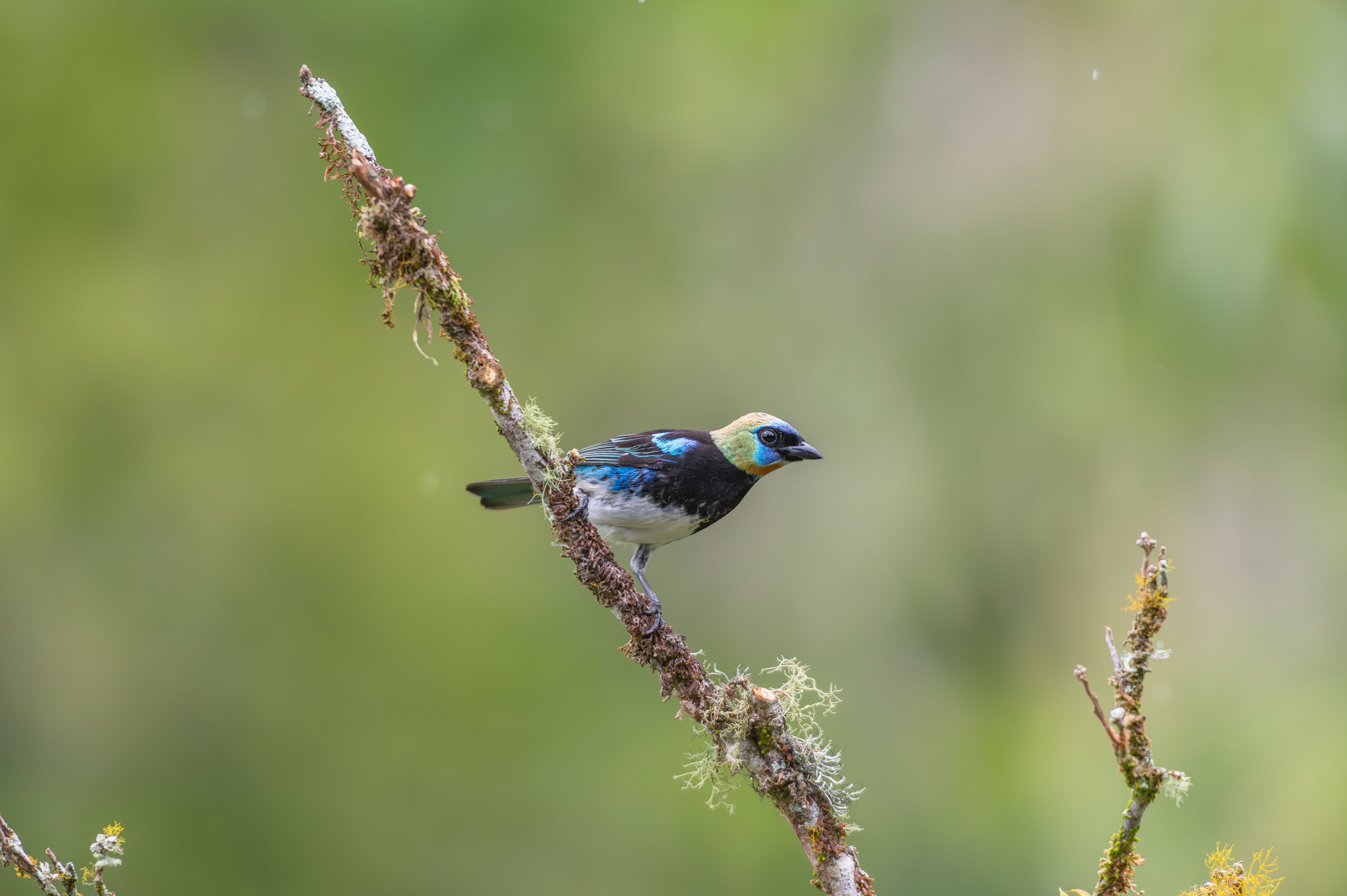 Aves · Free Stock Photo