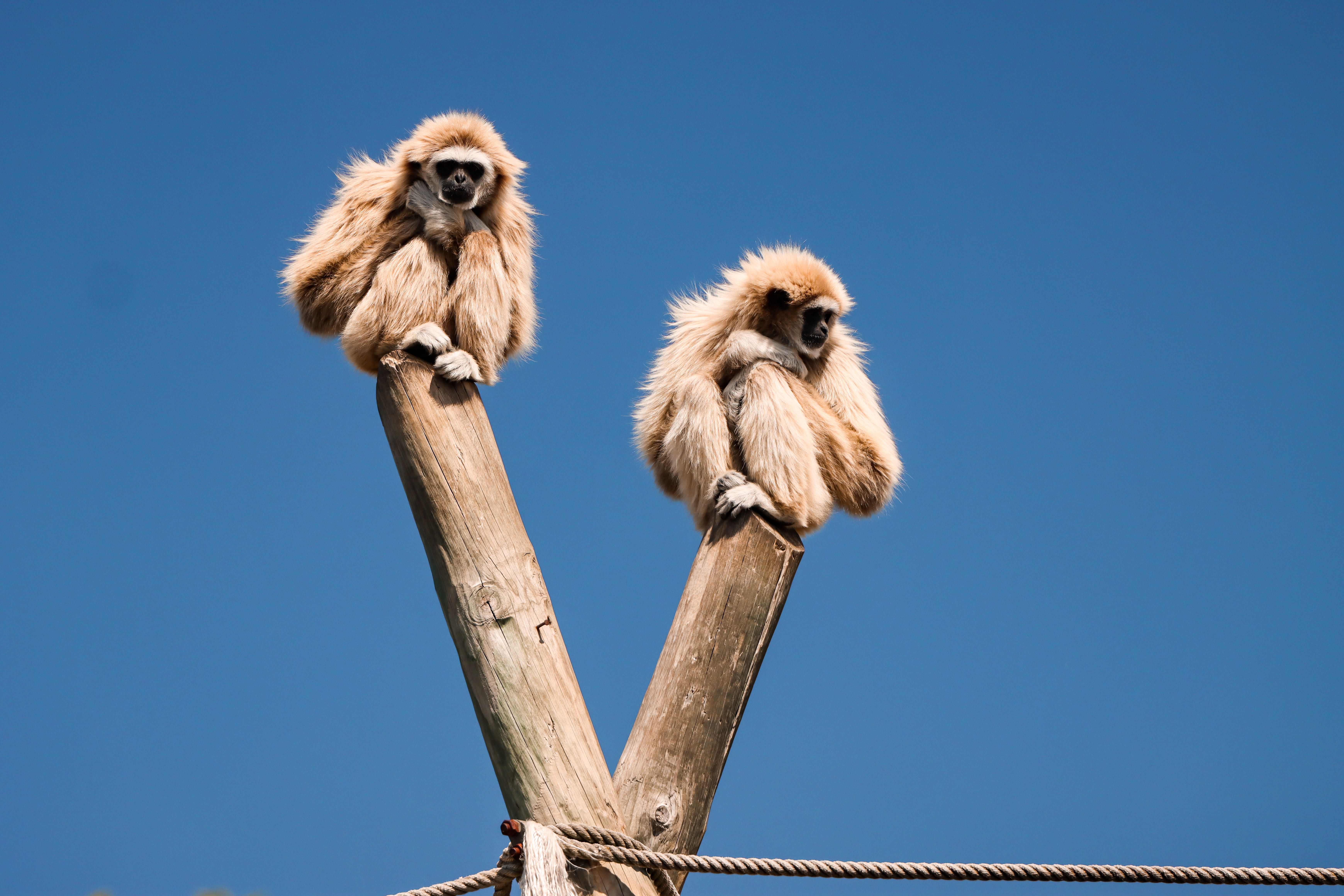 Monkey · Free Stock Photo