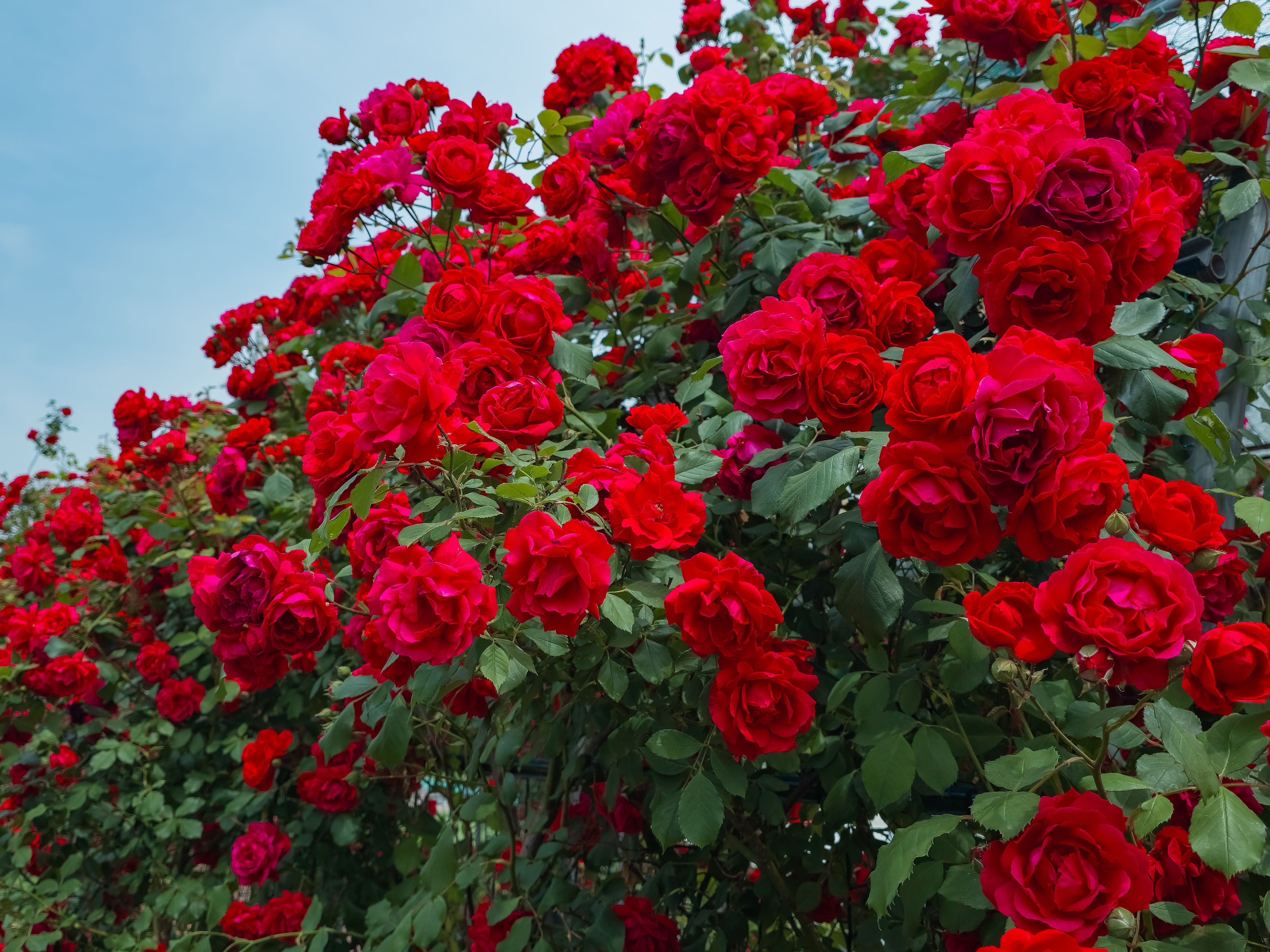 Beautiful Blooming Red Roses · Free Stock Photo