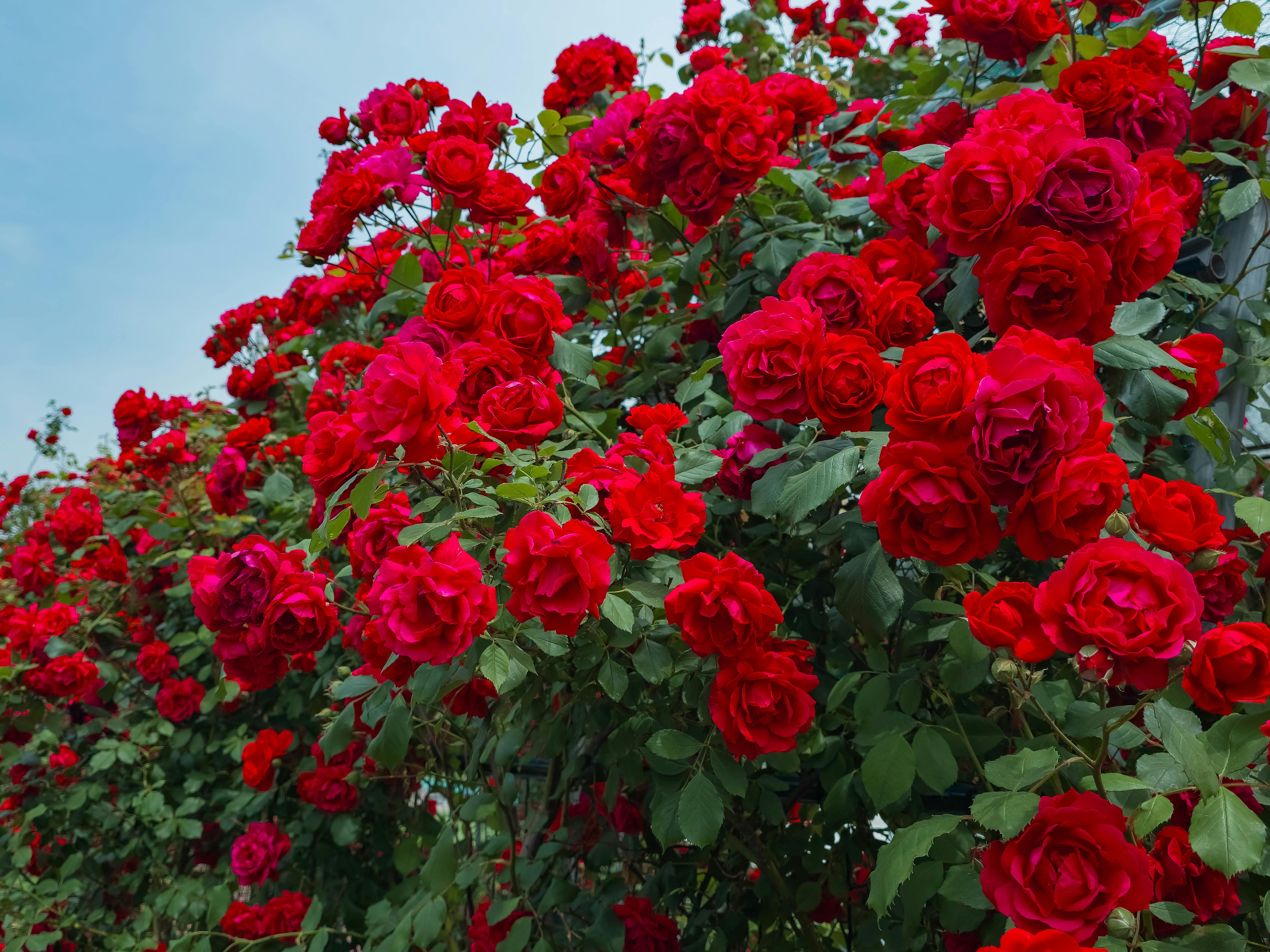 Beautiful Blooming Red Roses · Free Stock Photo