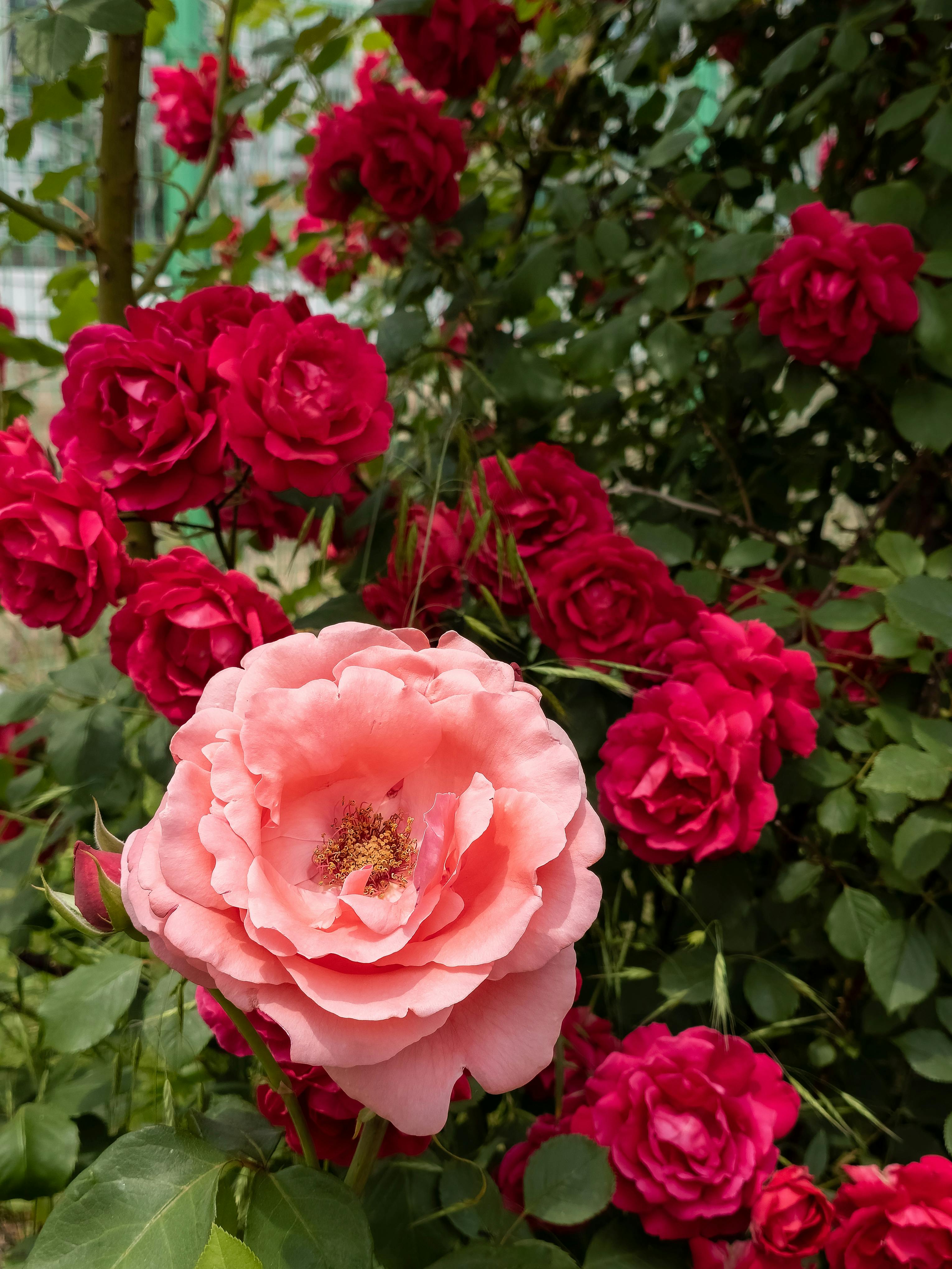 Closeup of Pink and Red Garden Roses · Free Stock Photo