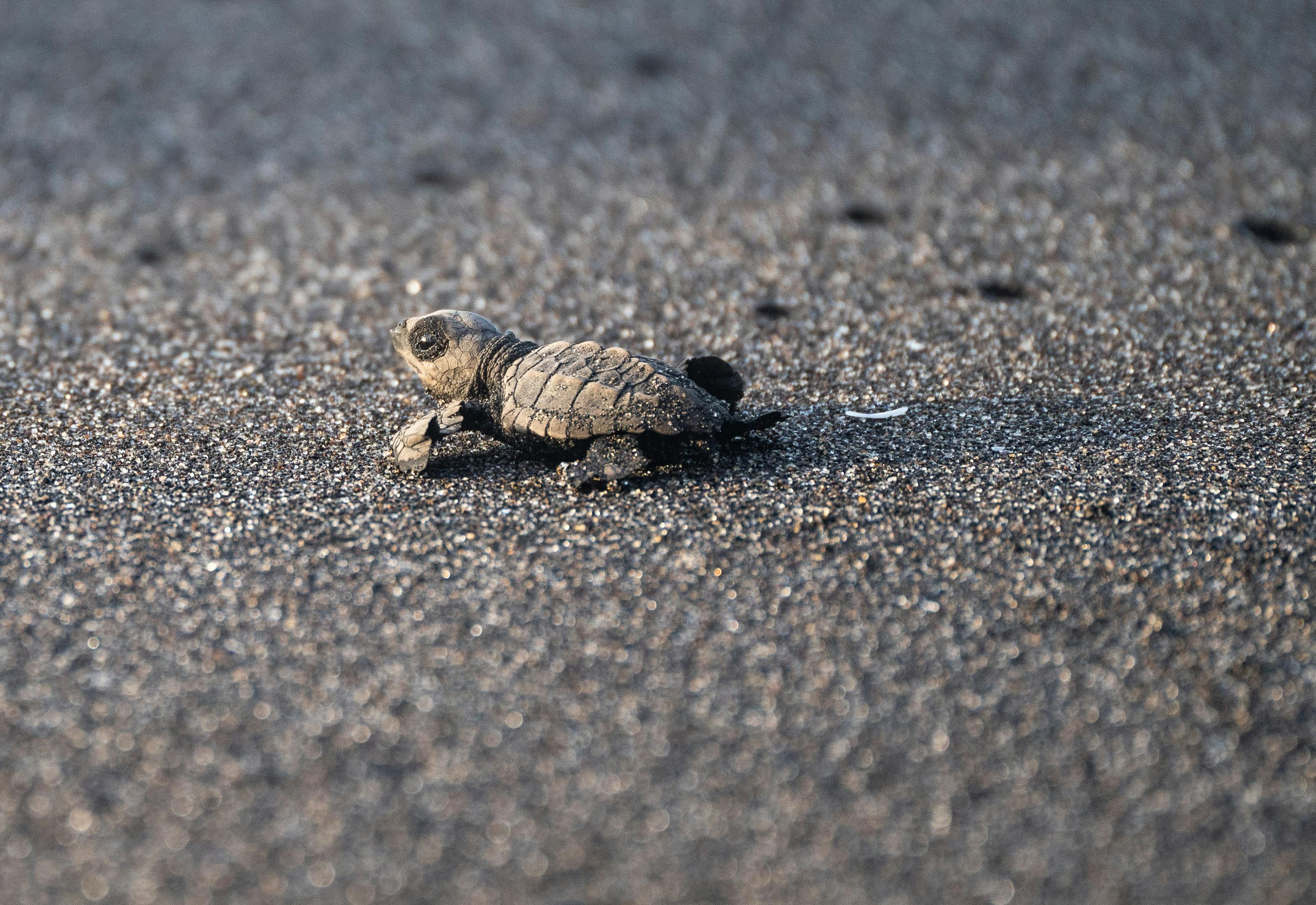 Anime Turtle Photos, Download The BEST Free Anime Turtle Stock Photos ...