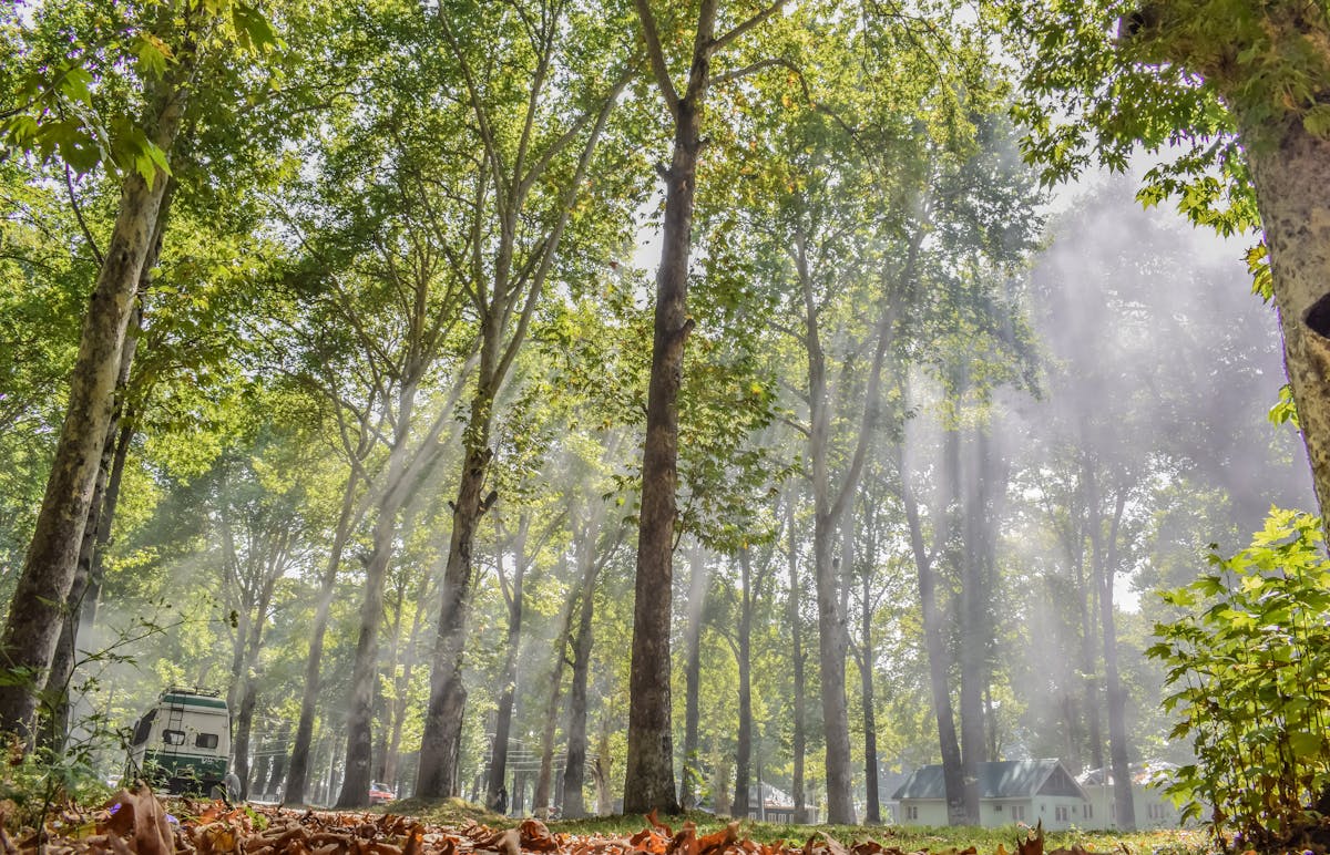 Fog Forest Photos, Download The BEST Free Fog Forest Stock Photos & HD ...