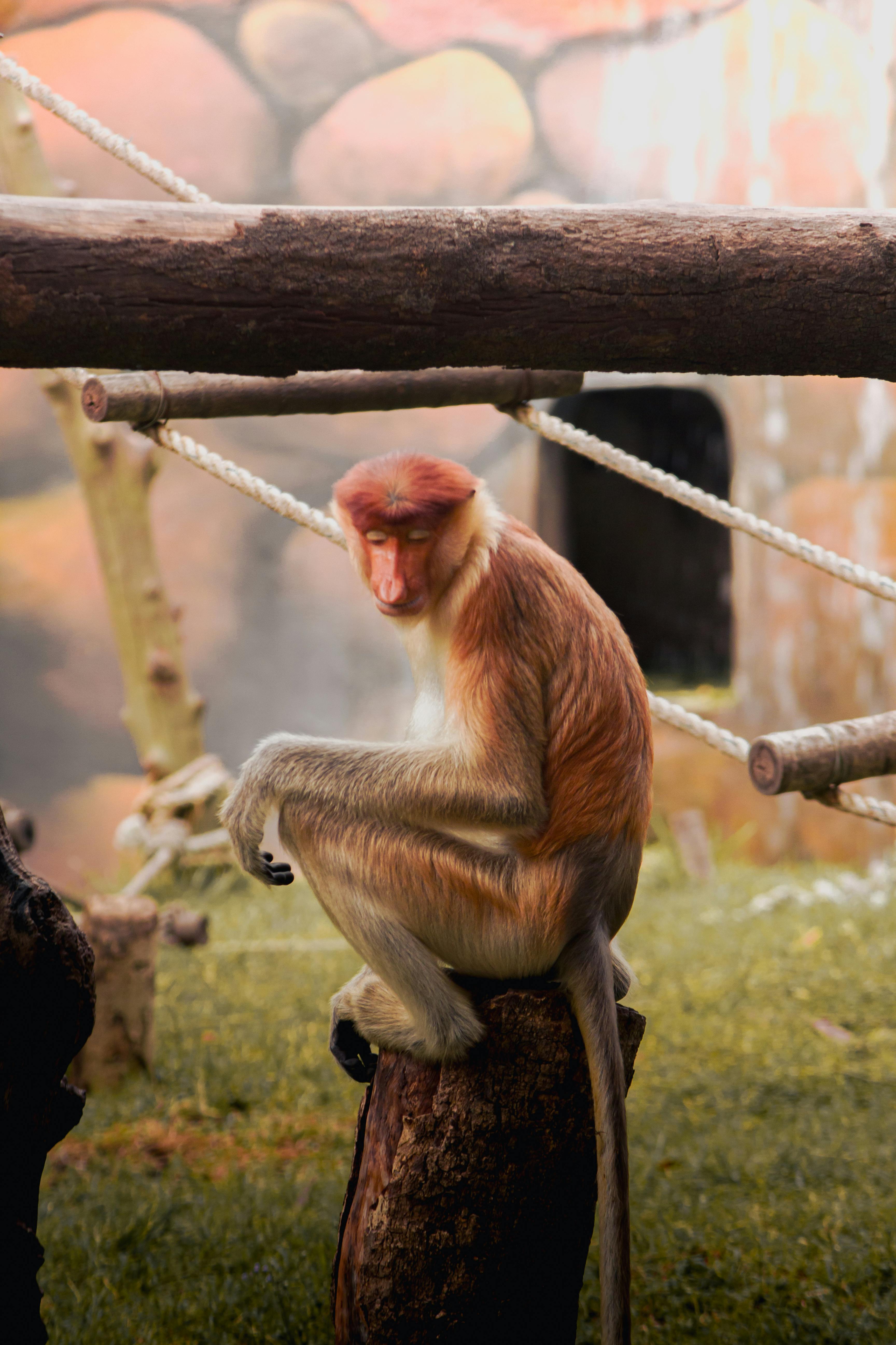 Proboscis Monkey in Zoo · Free Stock Photo