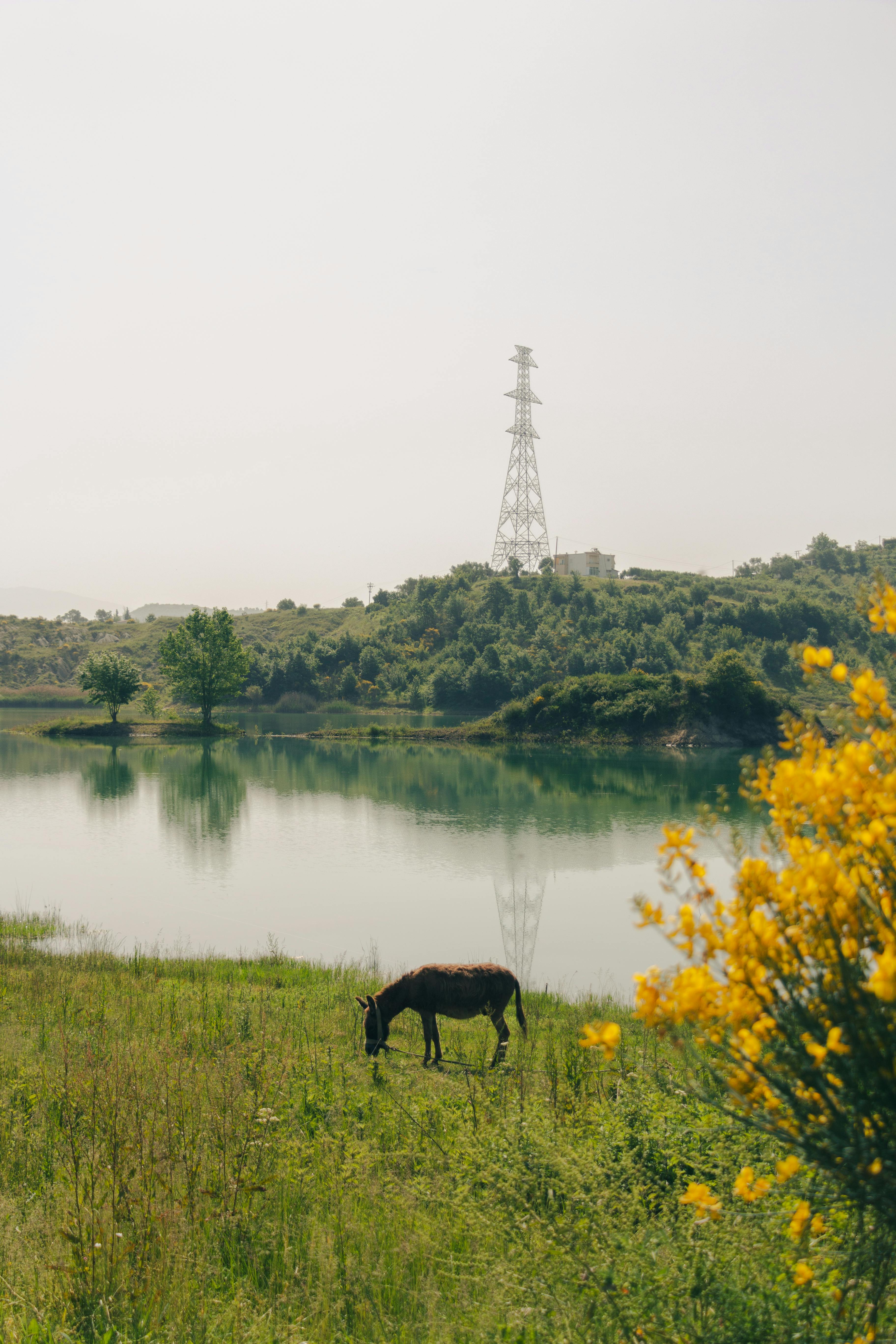 Foto de stock gratuita sobre asno, fotografía de animales, ganado ...