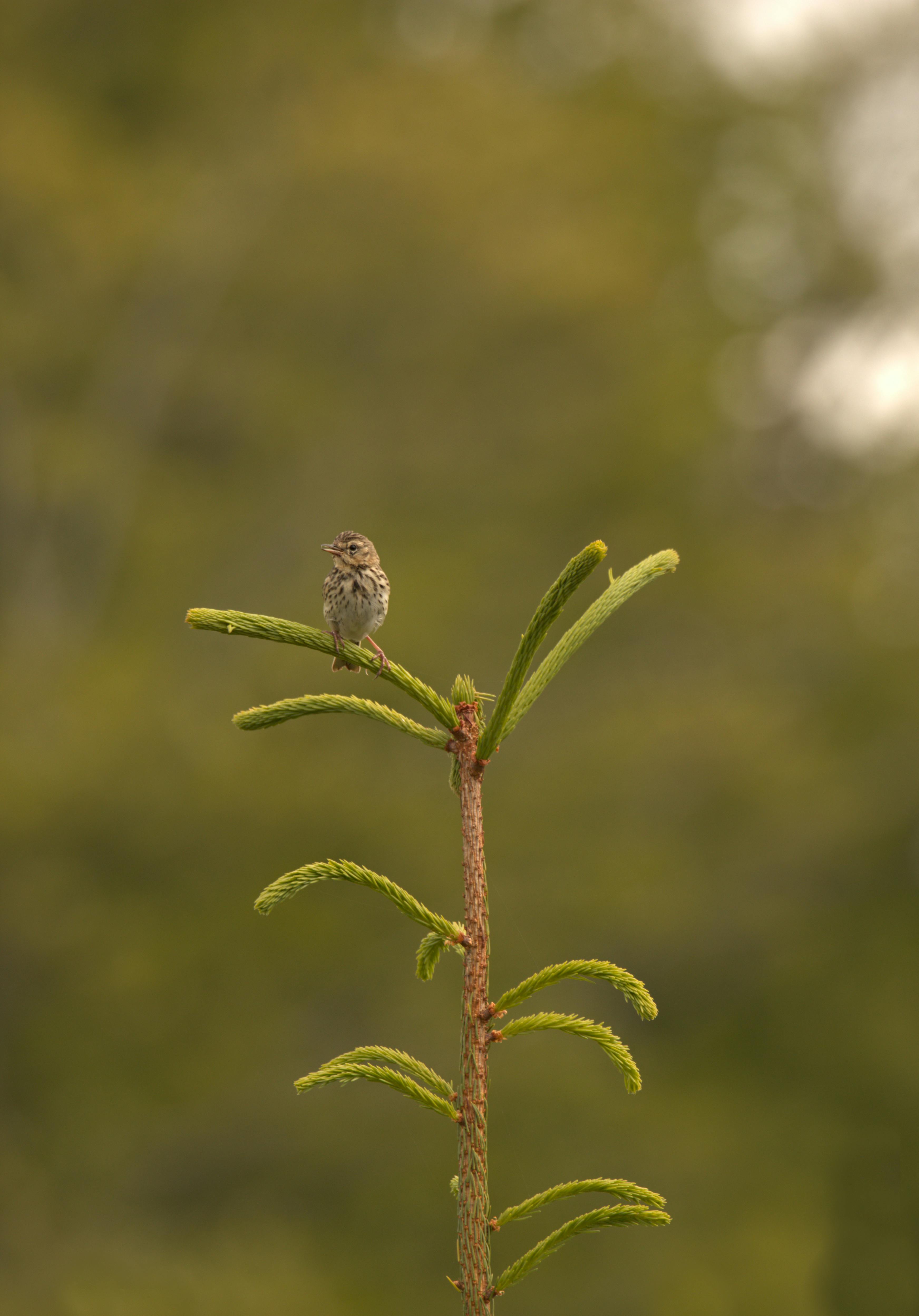 Bird Sitting on a Conifer Tree · Free Stock Photo