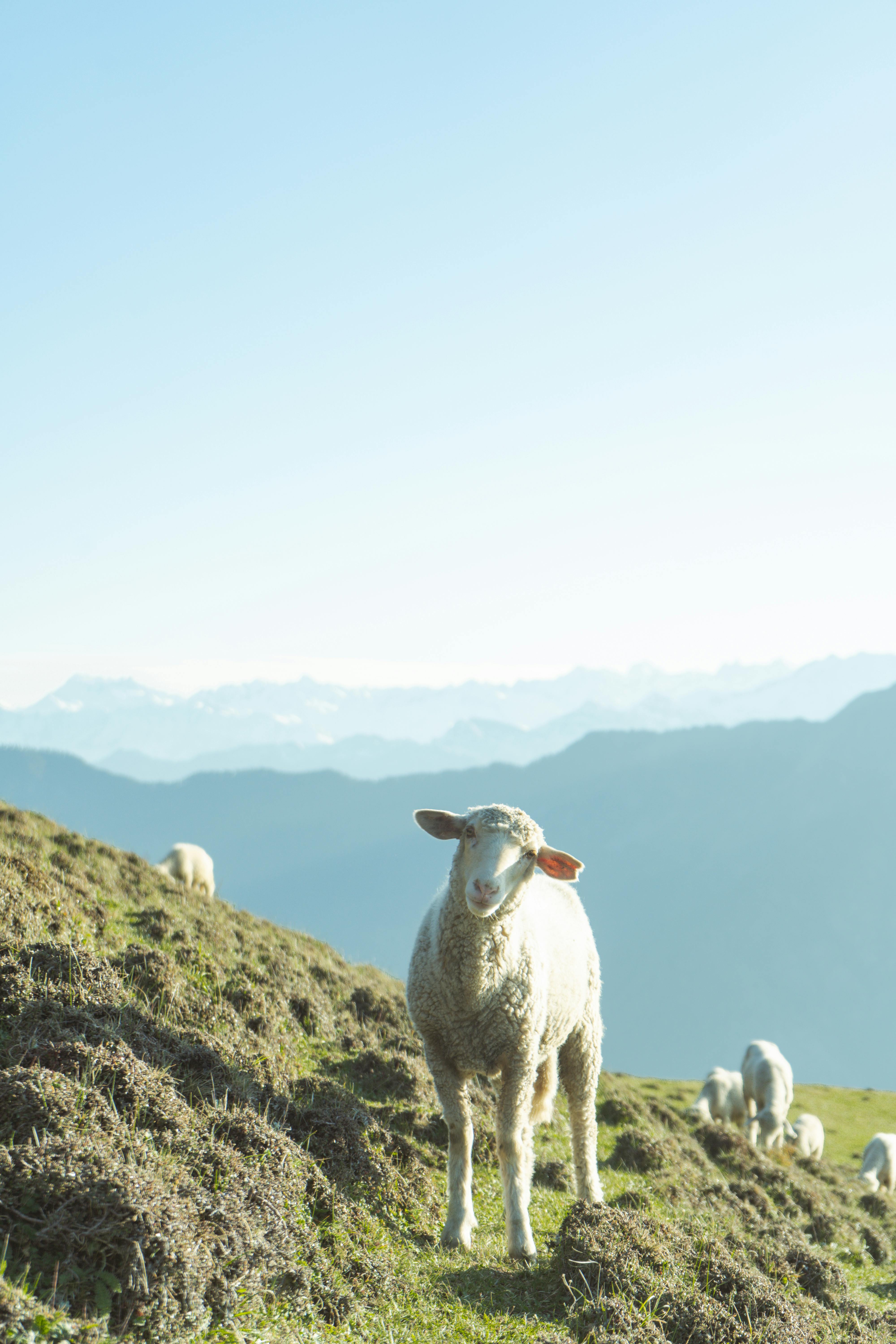 Special Animals Photos, Download The BEST Free Special Animals Stock ...