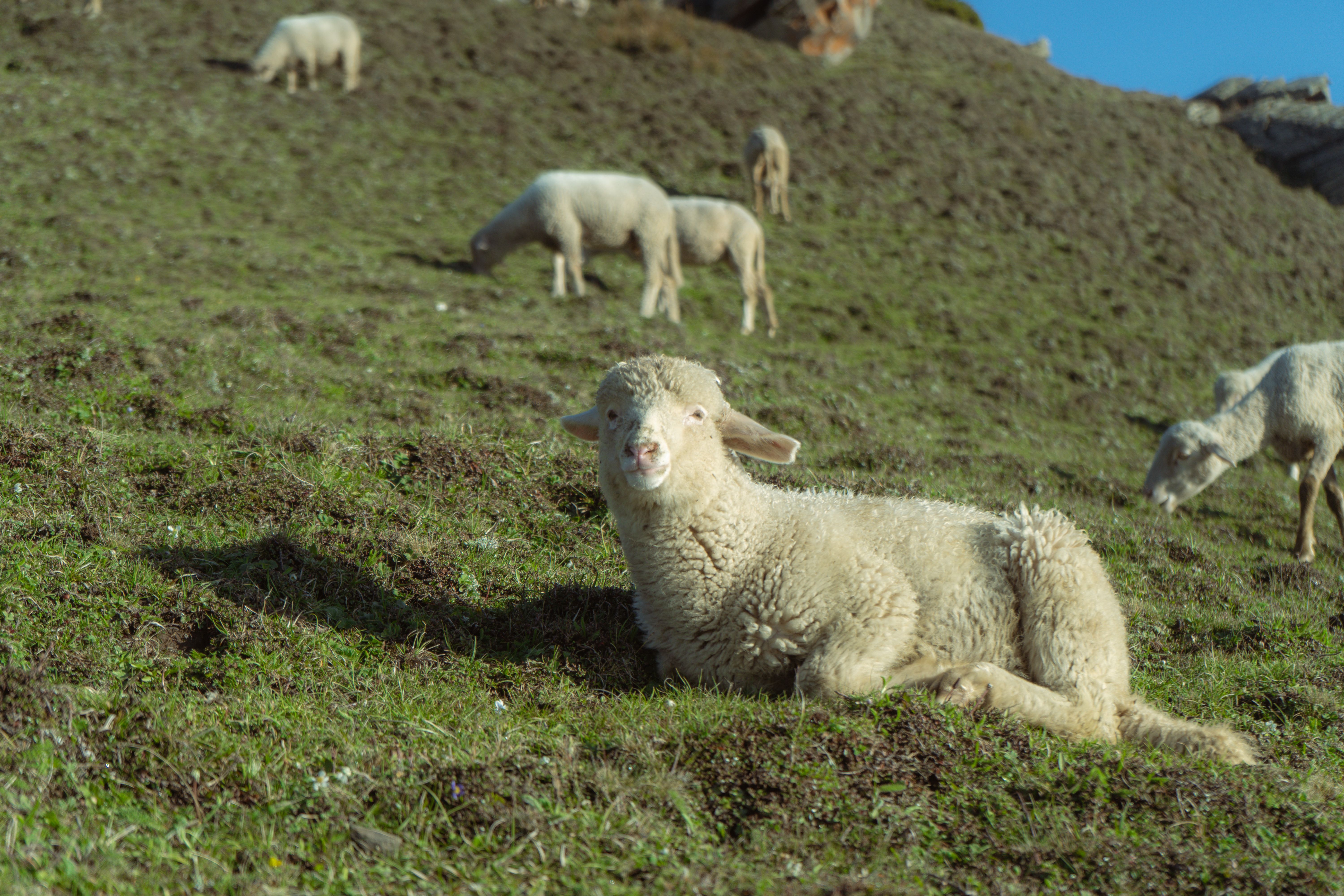 Close-up of a Sheep Lying in the Pasture · Free Stock Photo
