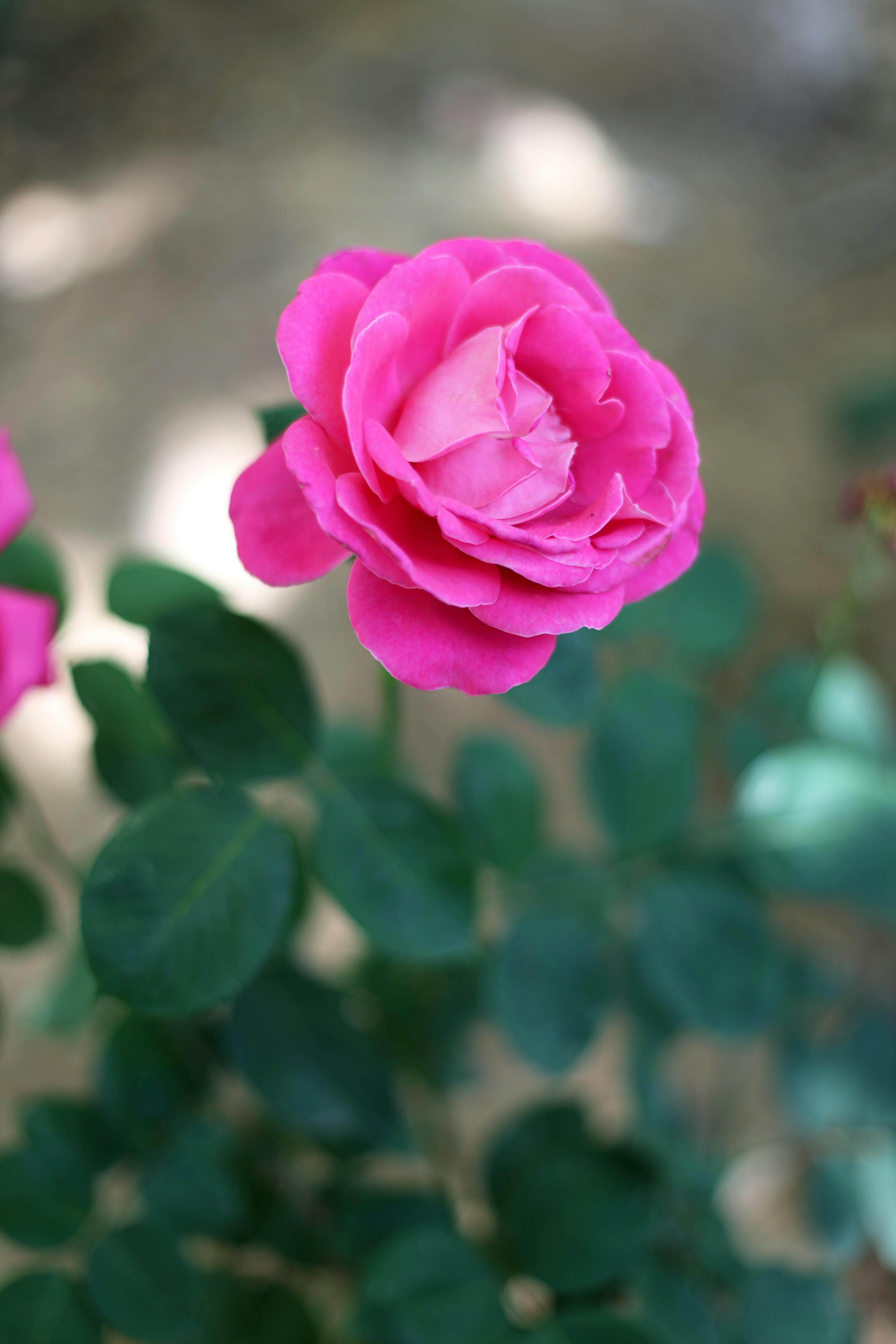 Nature Wallpaper With Pink Rose Flower Pictures Hd 32,060 Pink Rose