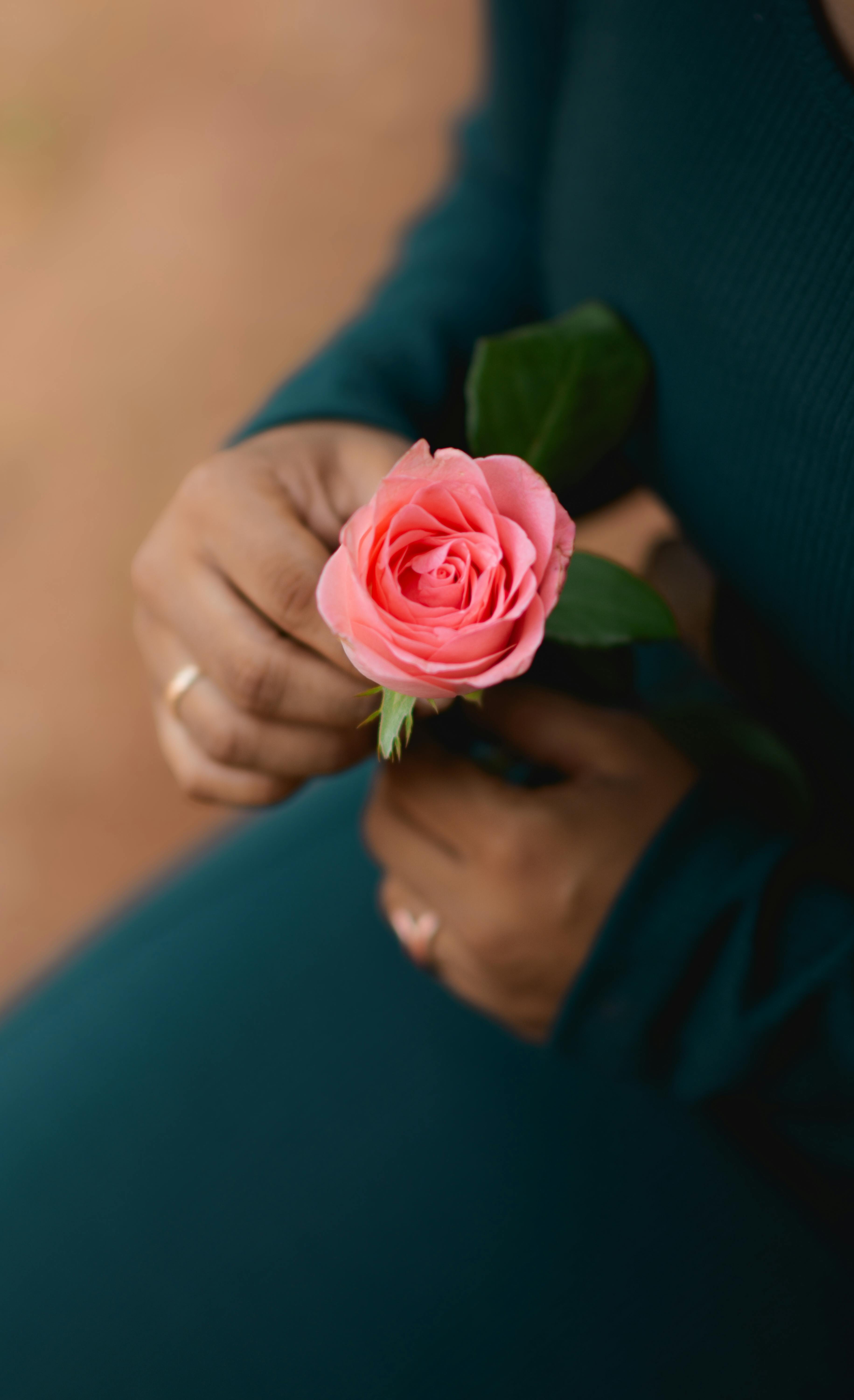Woman Hands Holding Pink Rose · Free Stock Photo