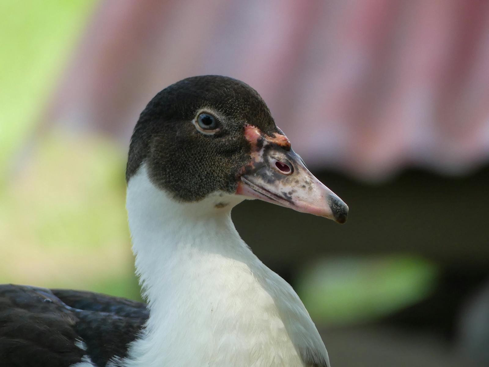 Duck Profile Photos, Download The BEST Free Duck Profile Stock Photos ...