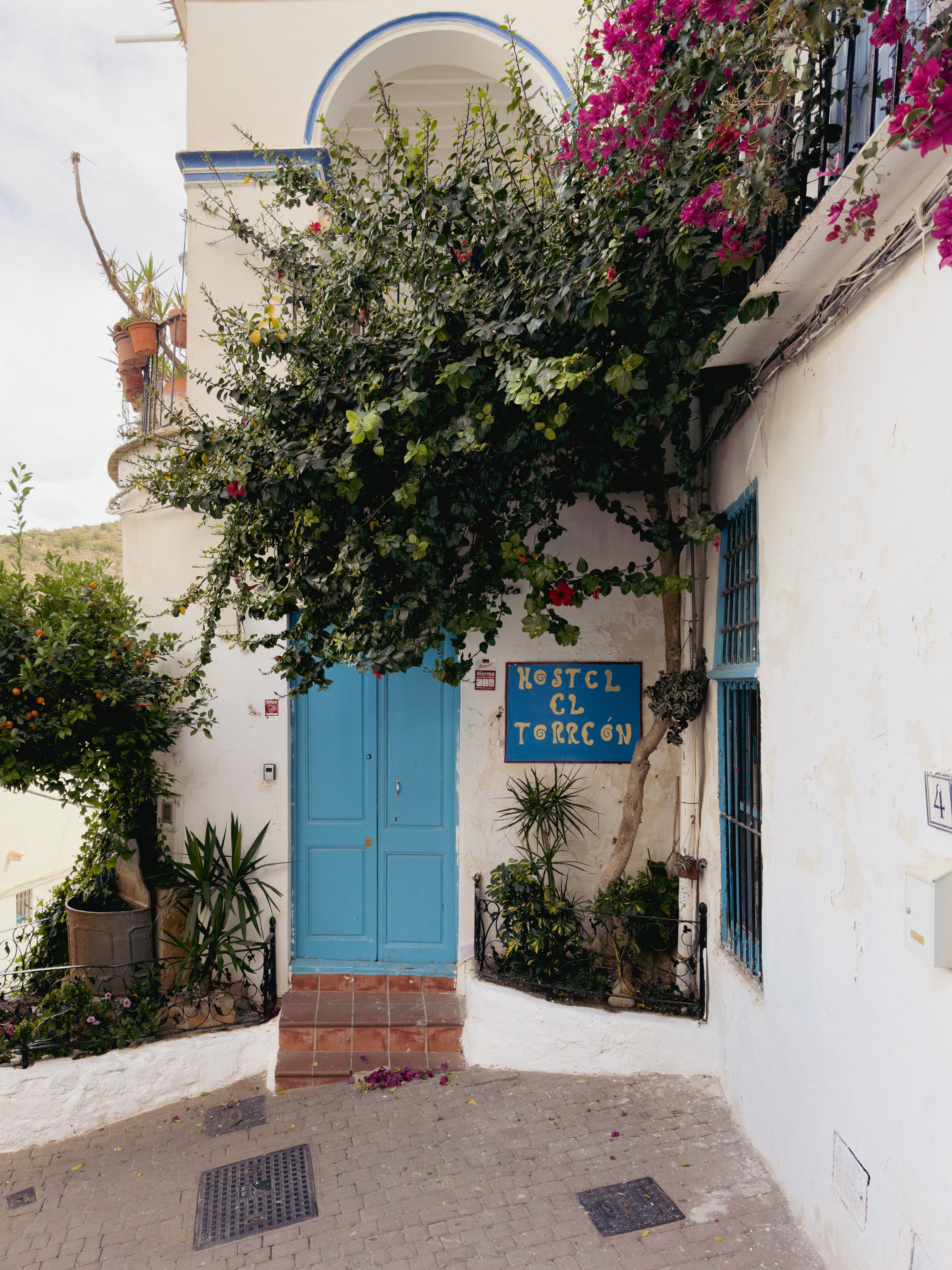 Tree over Hostel Door · Free Stock Photo