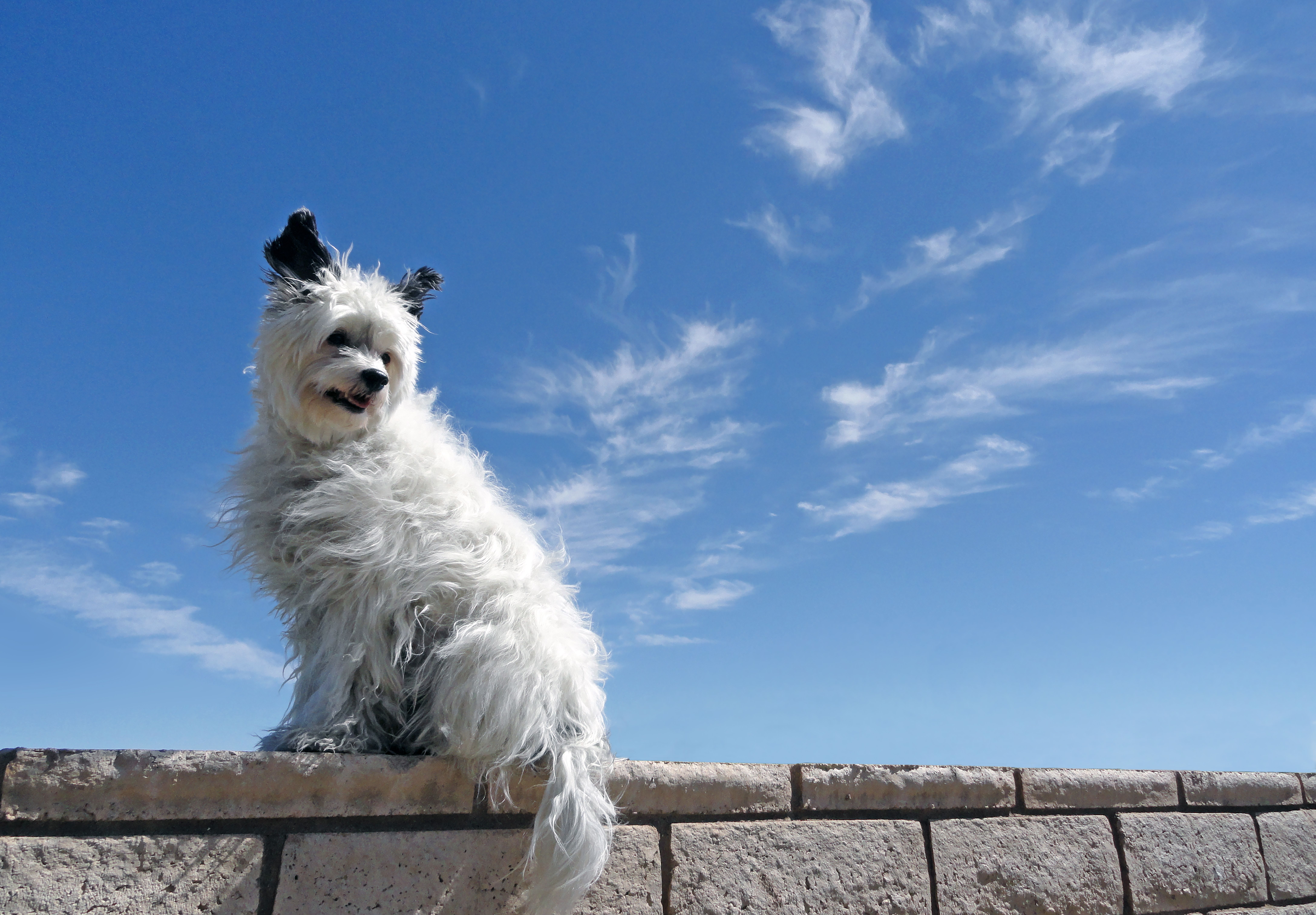 A Dog Sitting Outdoors · Free Stock Photo