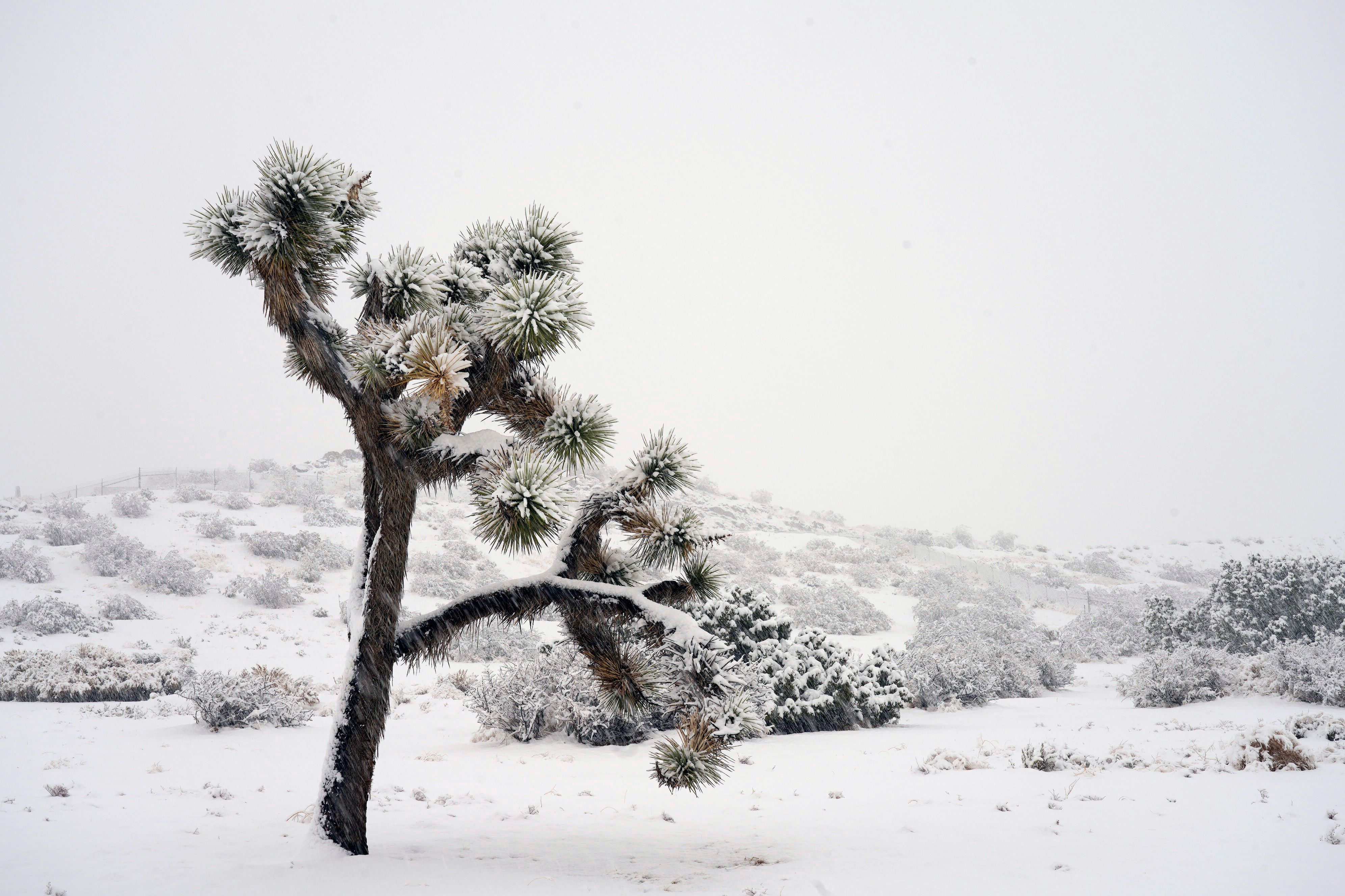 Joshua tree in snow · Free Stock Photo