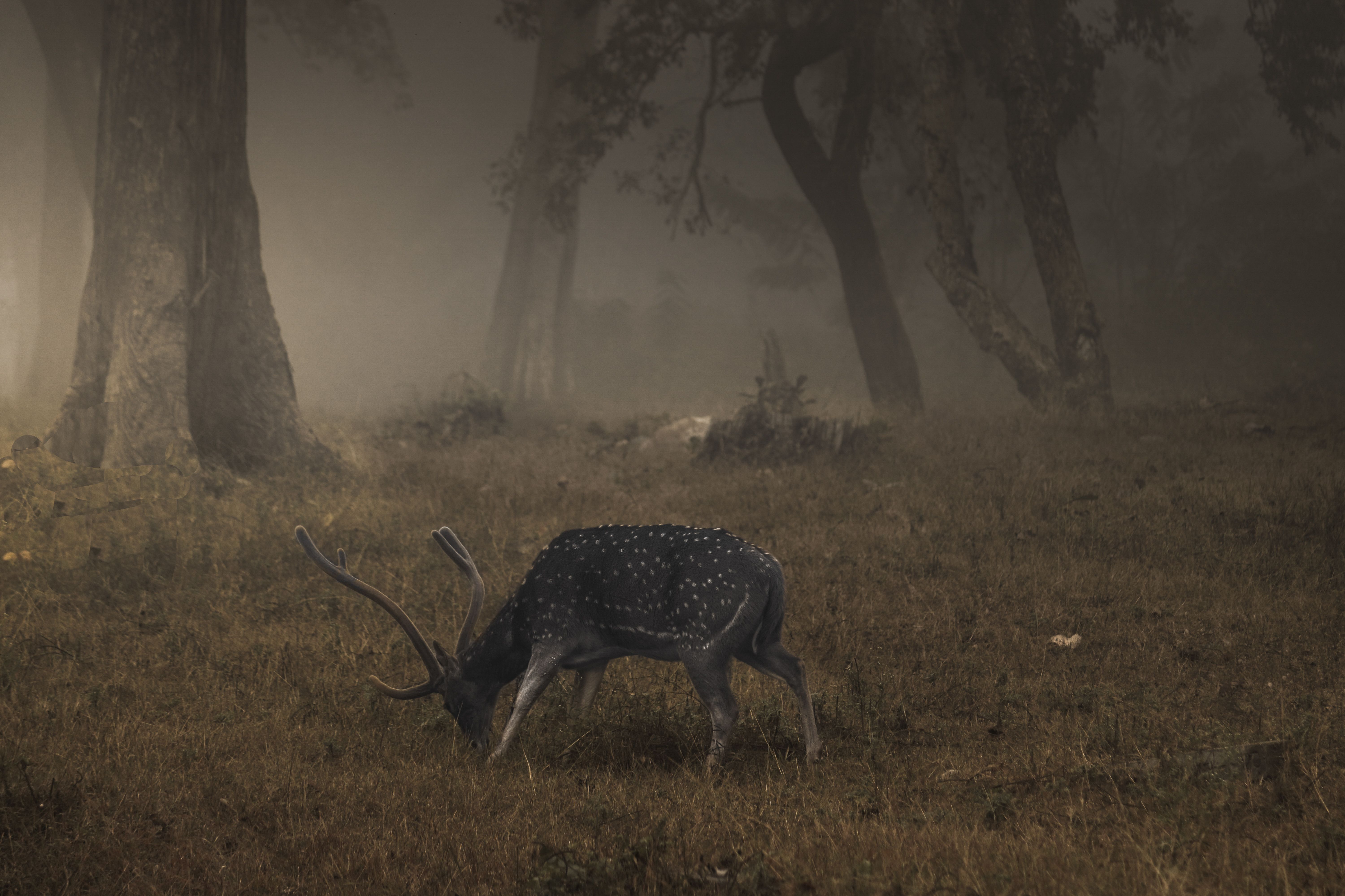 A Chital in a Forest · Free Stock Photo