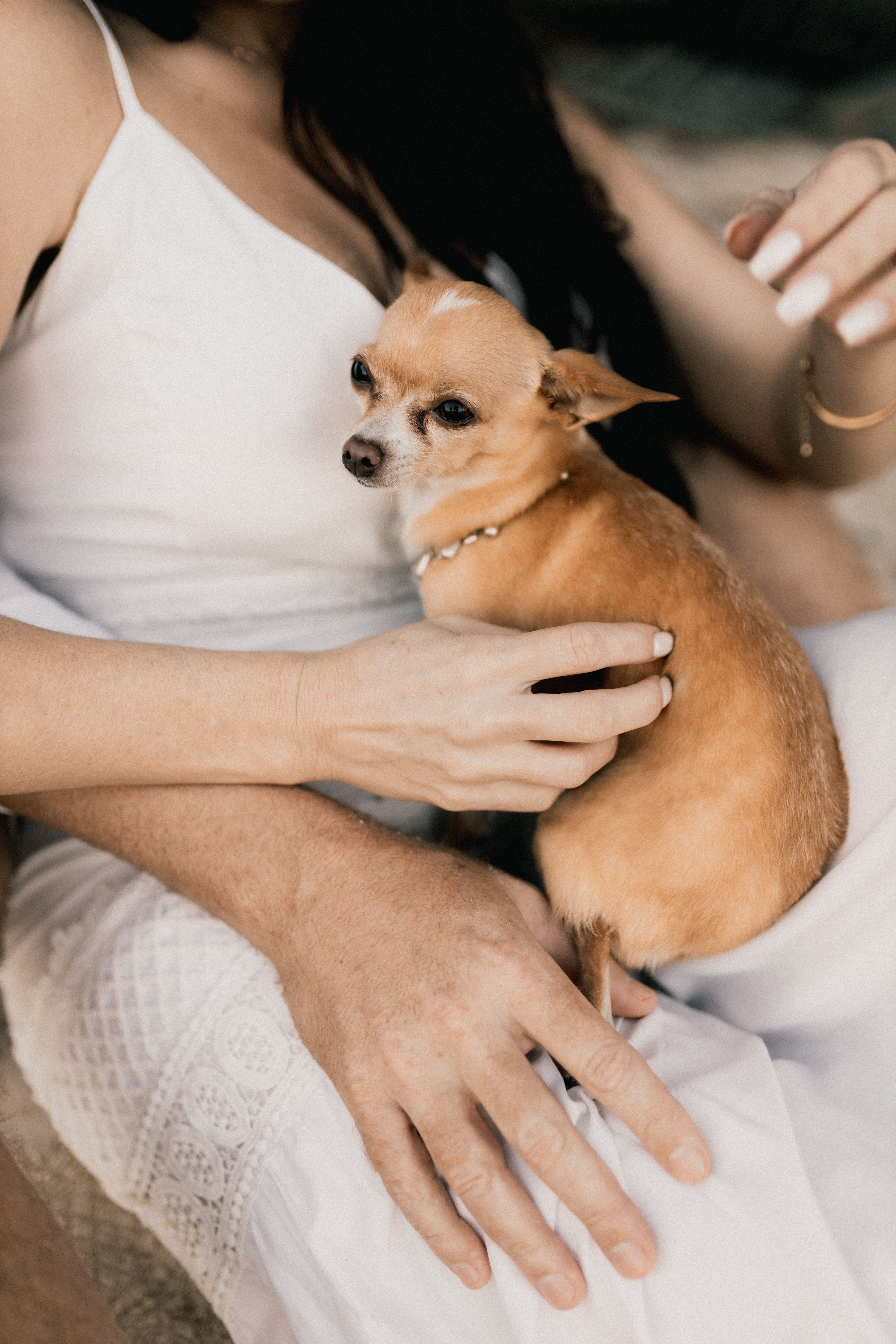Dog Instinct Photos, Download The BEST Free Dog Instinct Stock Photos ...