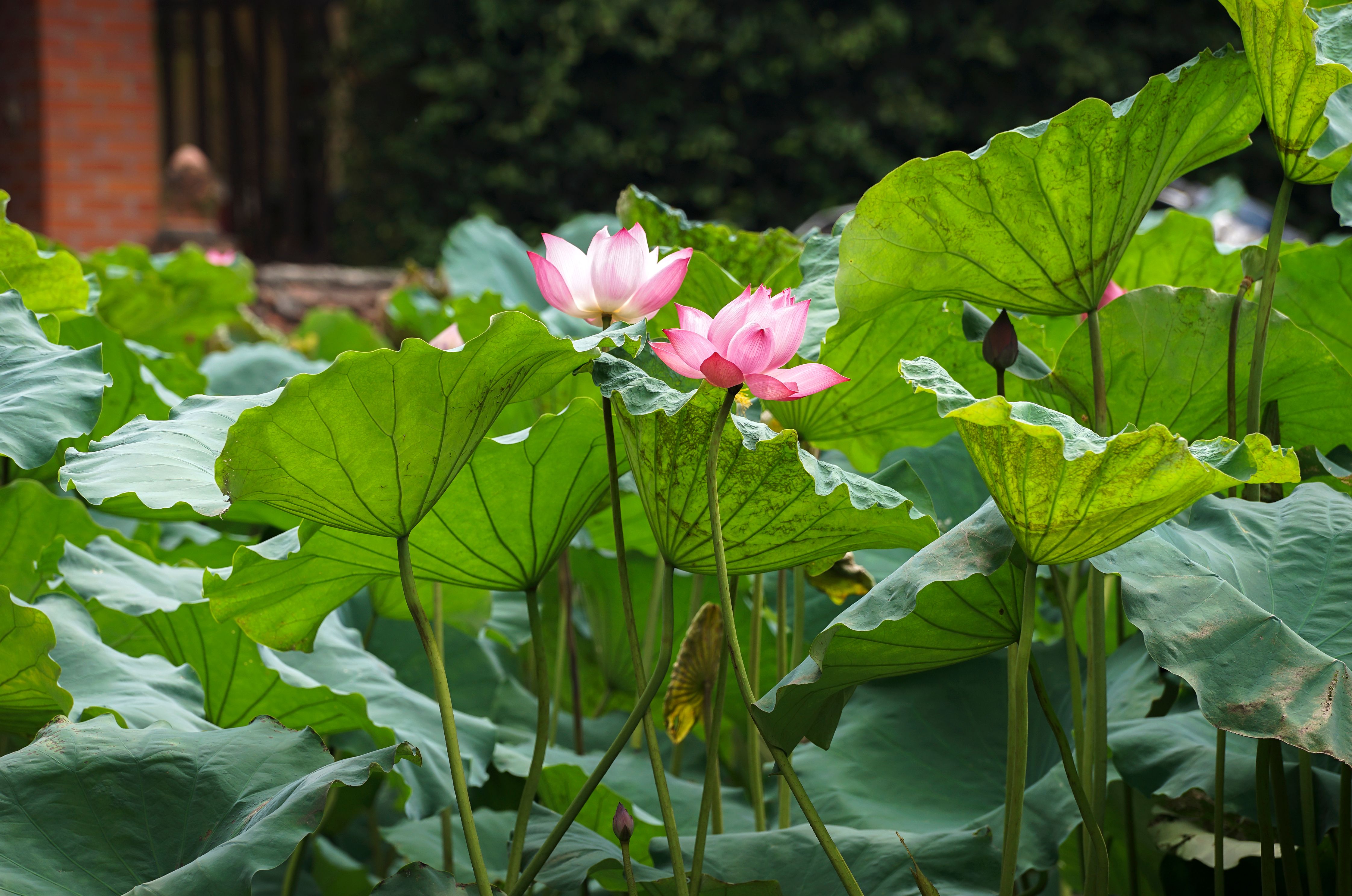 Lotus Flowers in Nature · Free Stock Photo