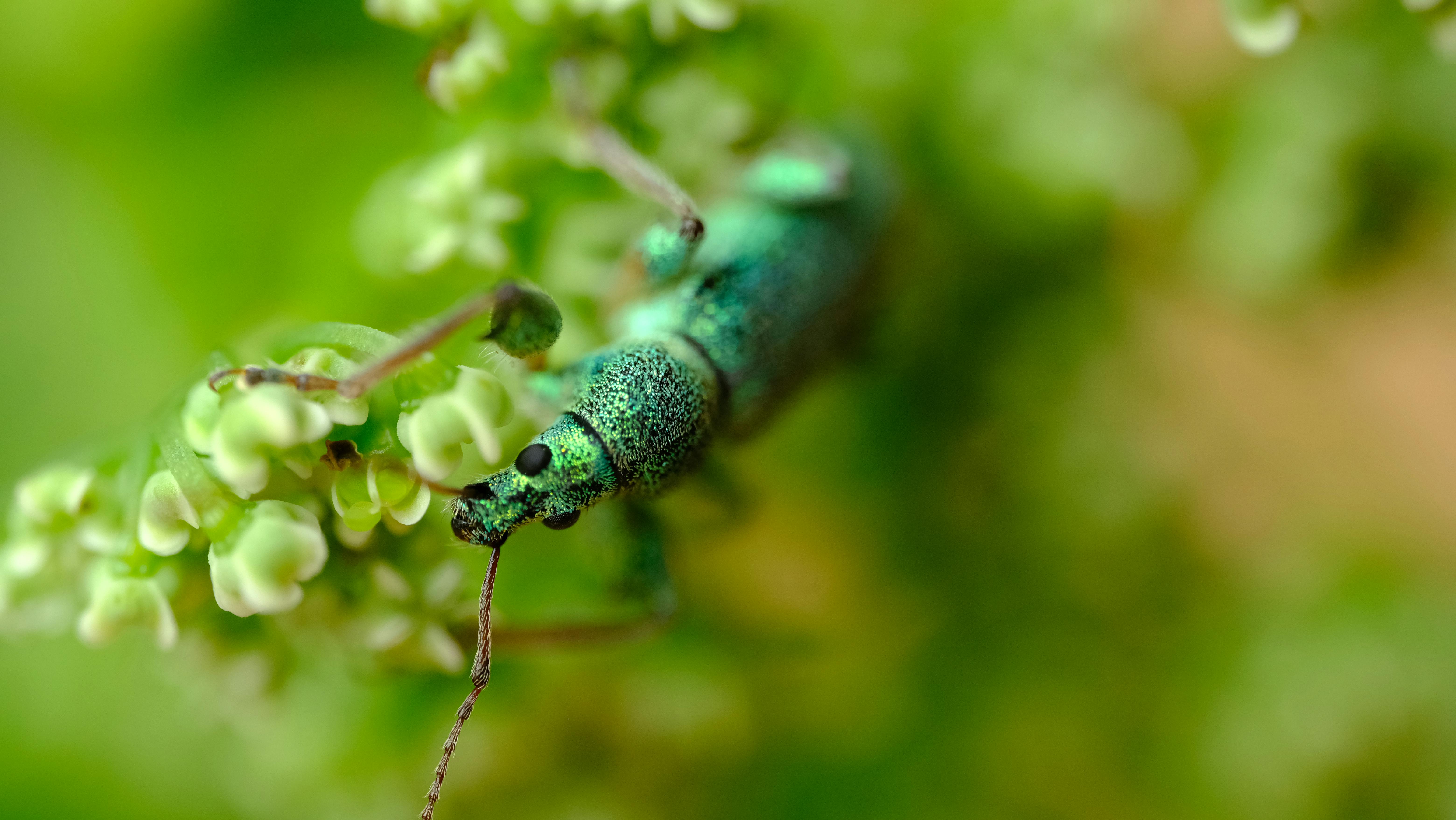 Silver-green Leaf Weevil Insect · Free Stock Photo