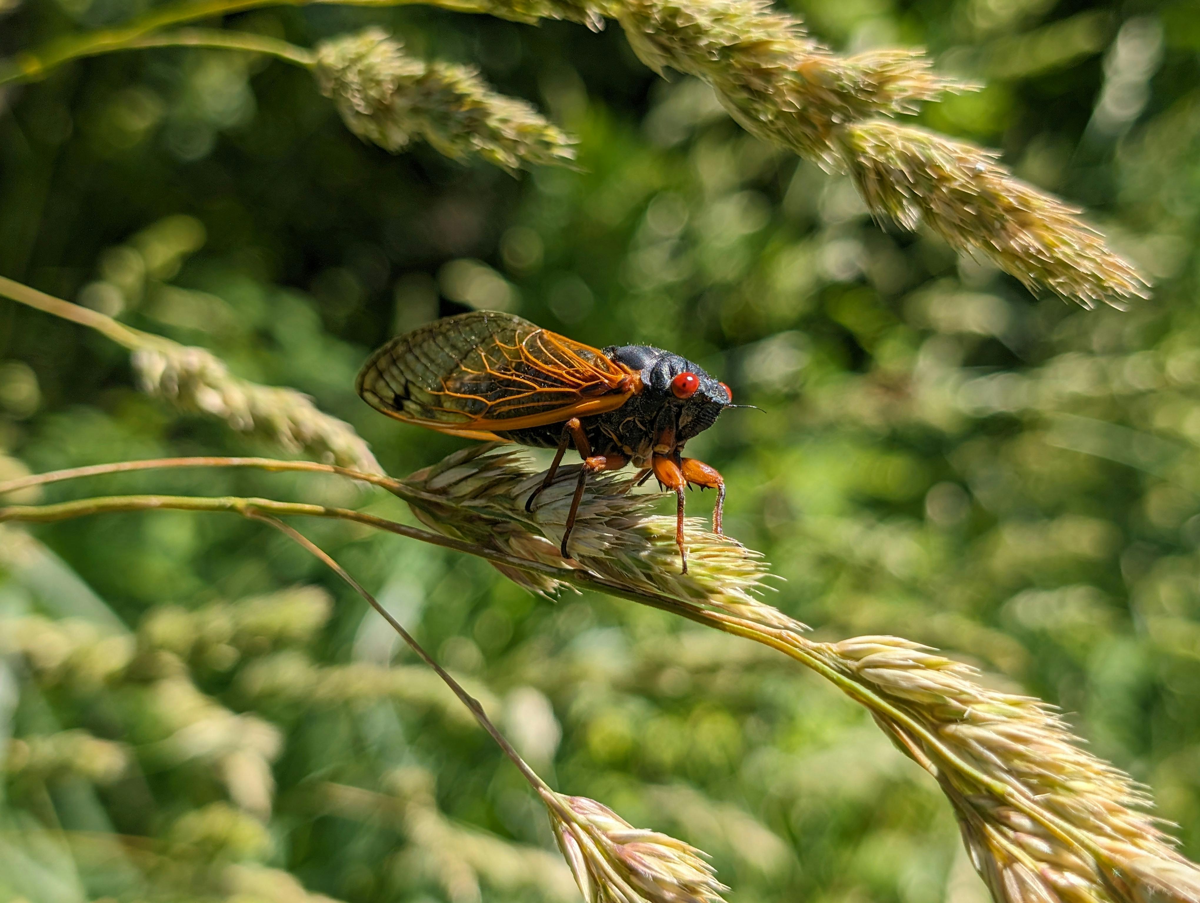 Close-up of a Cicada Sitting on a Plant · Free Stock Photo