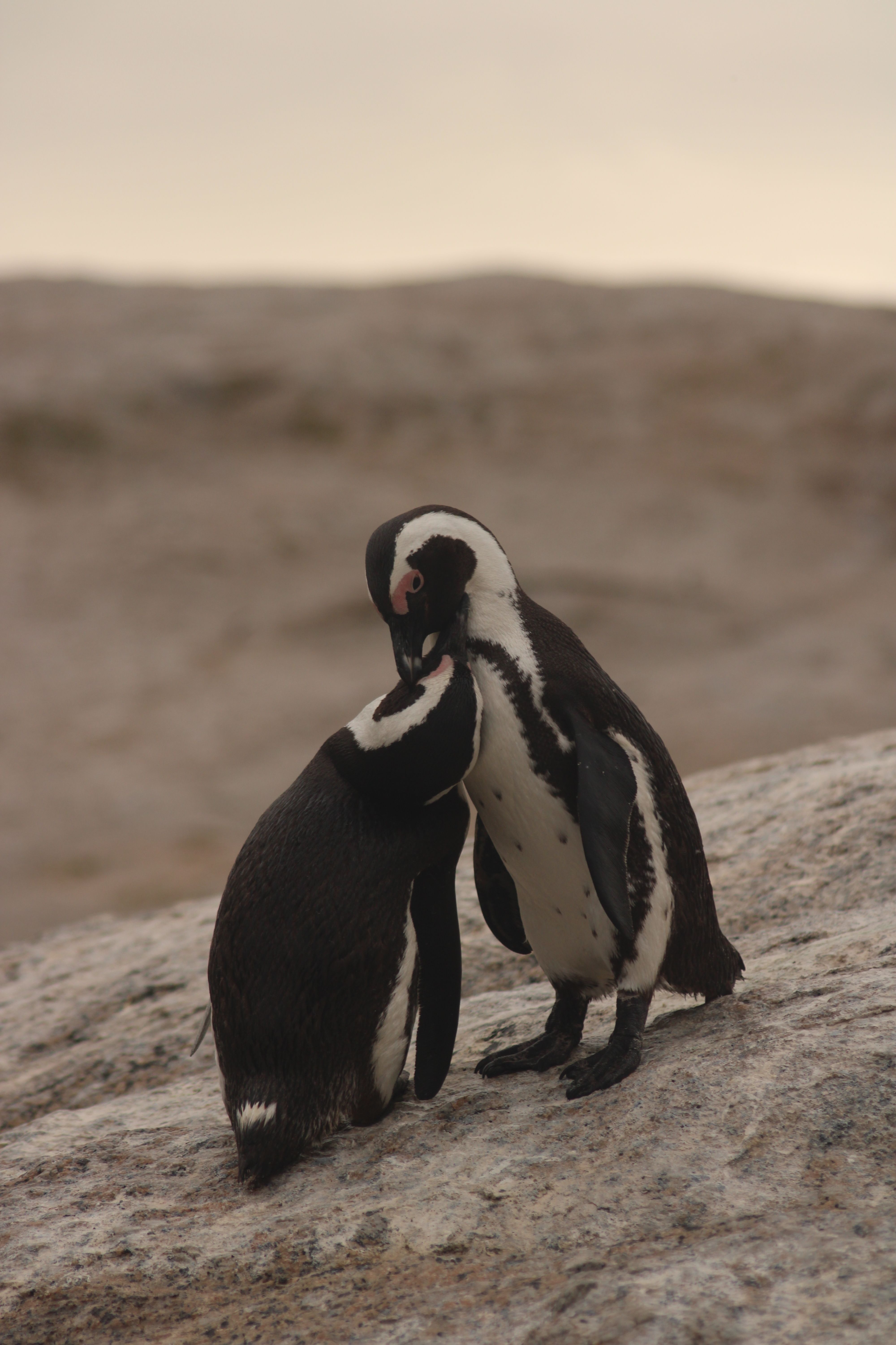 Close-up of Two African Penguins · Free Stock Photo