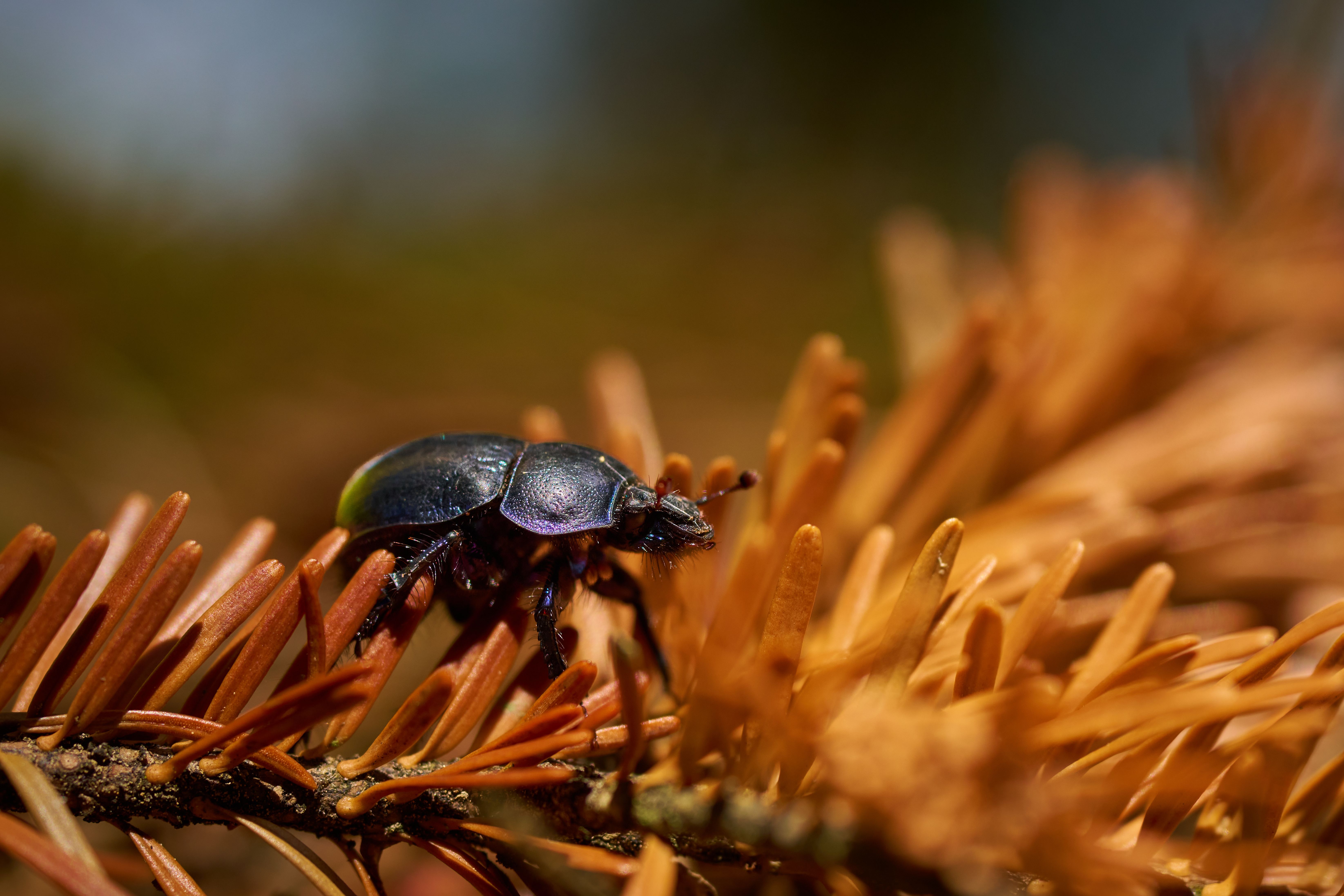 Dung Beetle in Nature · Free Stock Photo