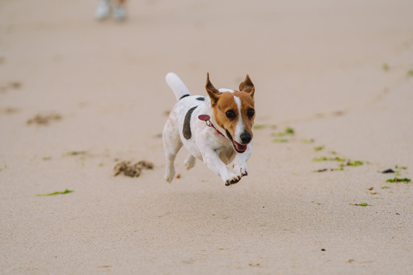 Jack Russell Terrier: Breed Characteristics and Care Guide