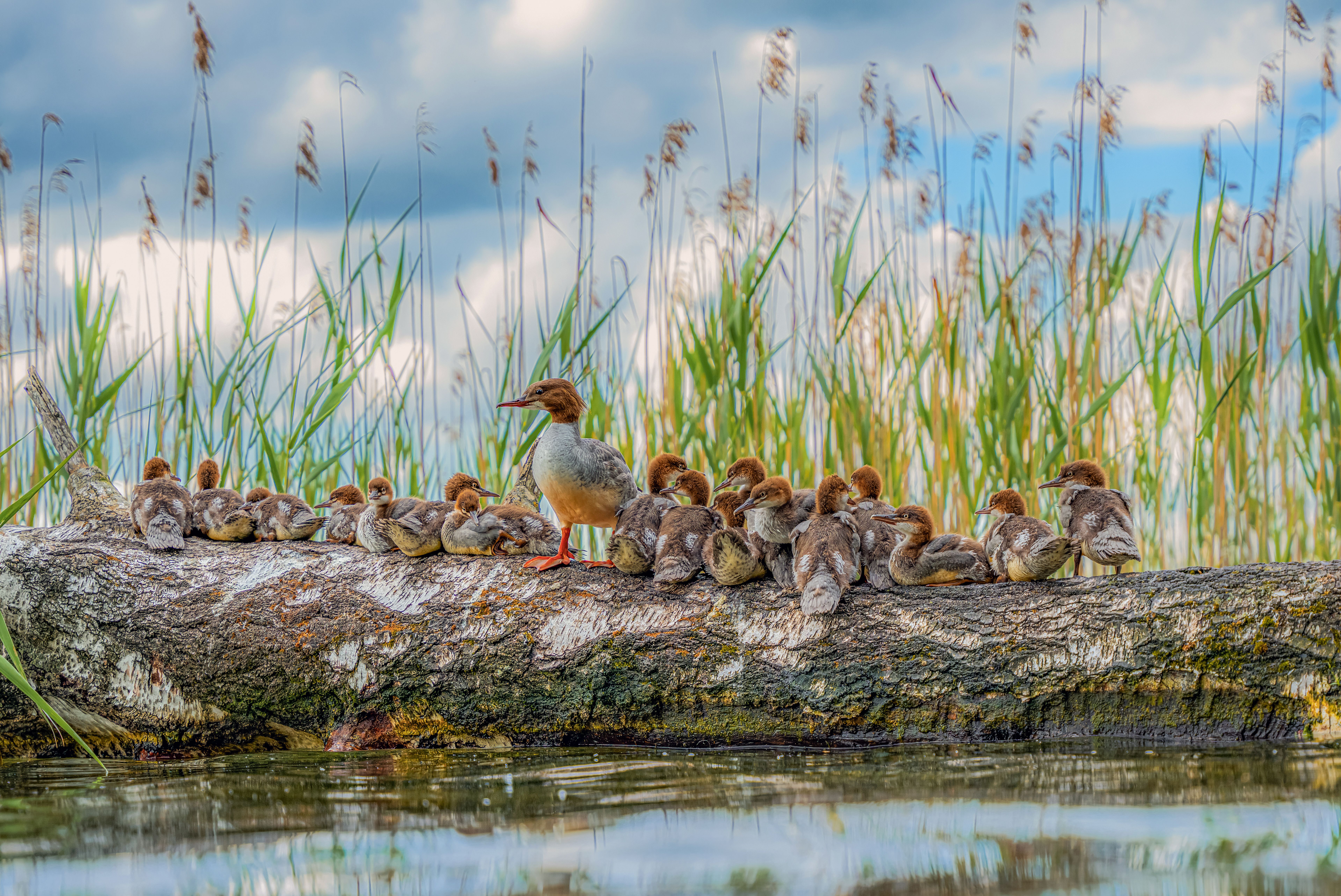 Photography of Ducklings at Green Grass Field during Daytime · Free ...