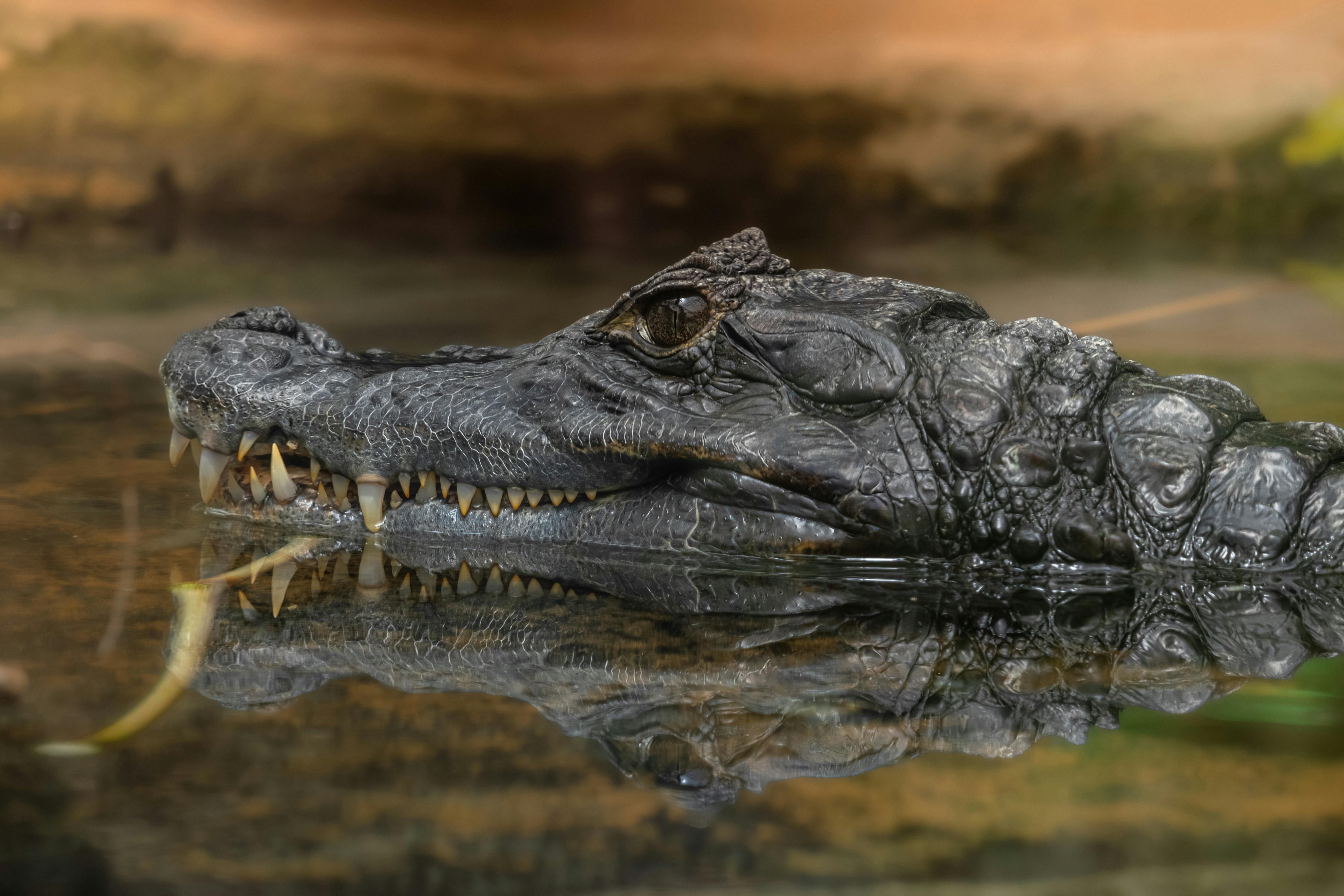 Alpha Nome Photos, Download The BEST Free Alpha Nome Stock Photos & HD ...